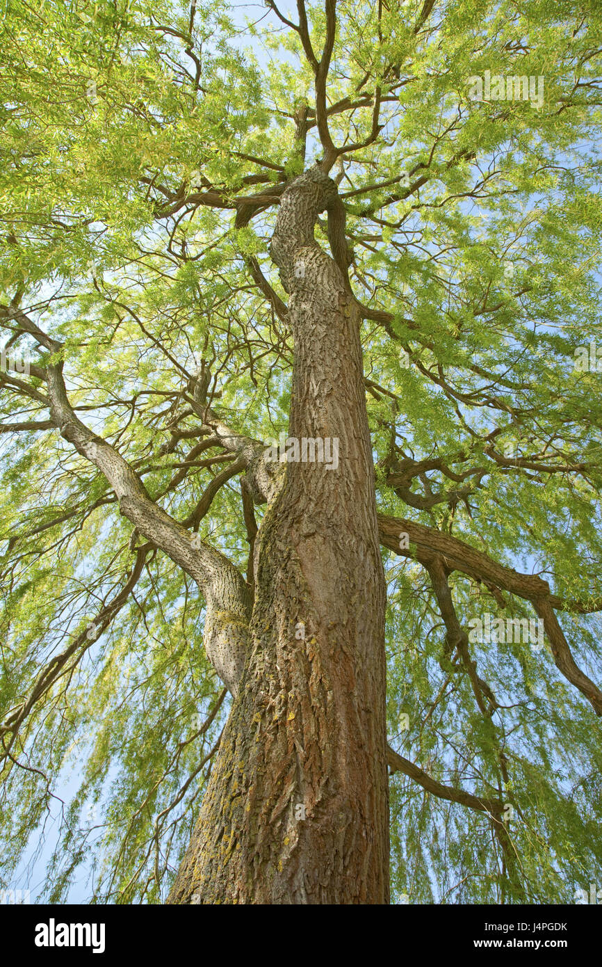 Broad-leaved tree, detail, from below Stock Photo - Alamy
