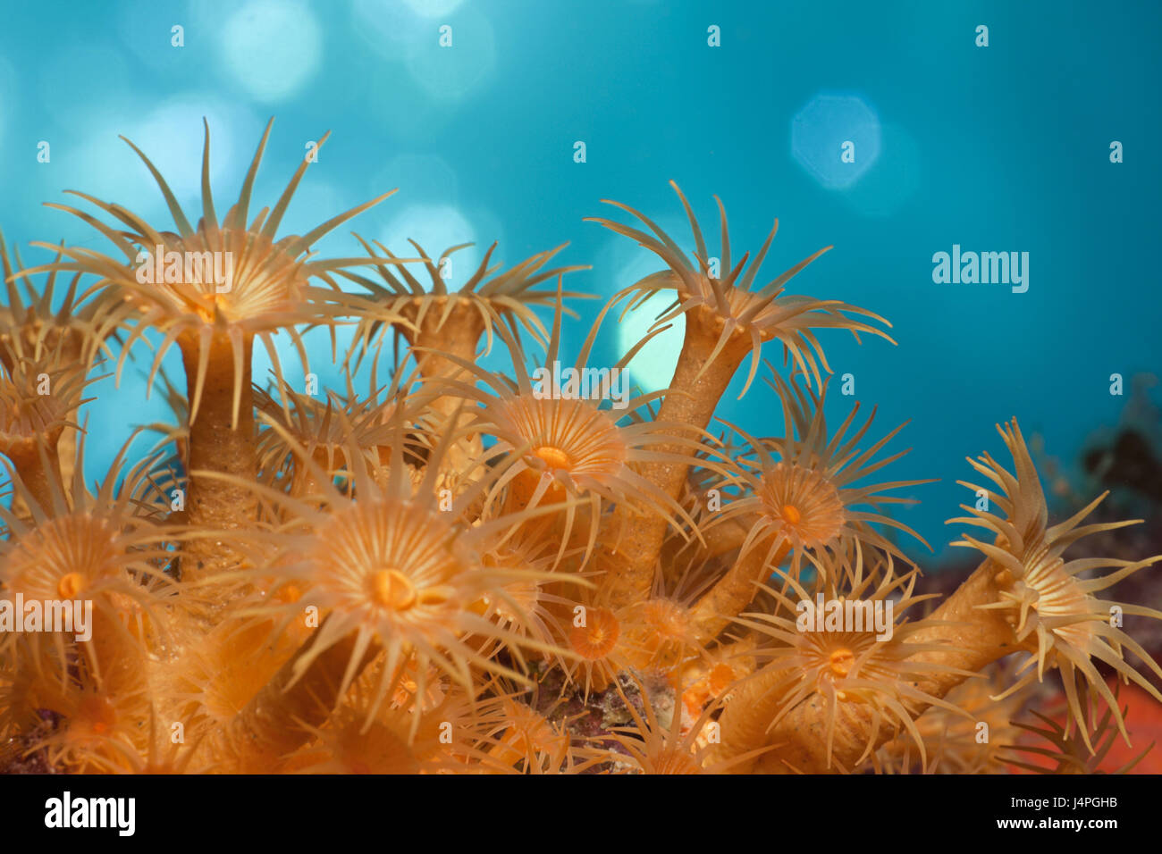 Yellow crust anemones, Parazoanthus axinellae Stock Photo - Alamy