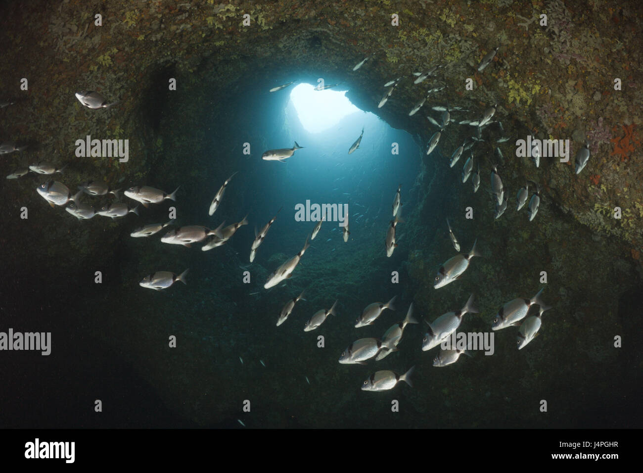 Porgies High Resolution Stock Photography and Images - Alamy