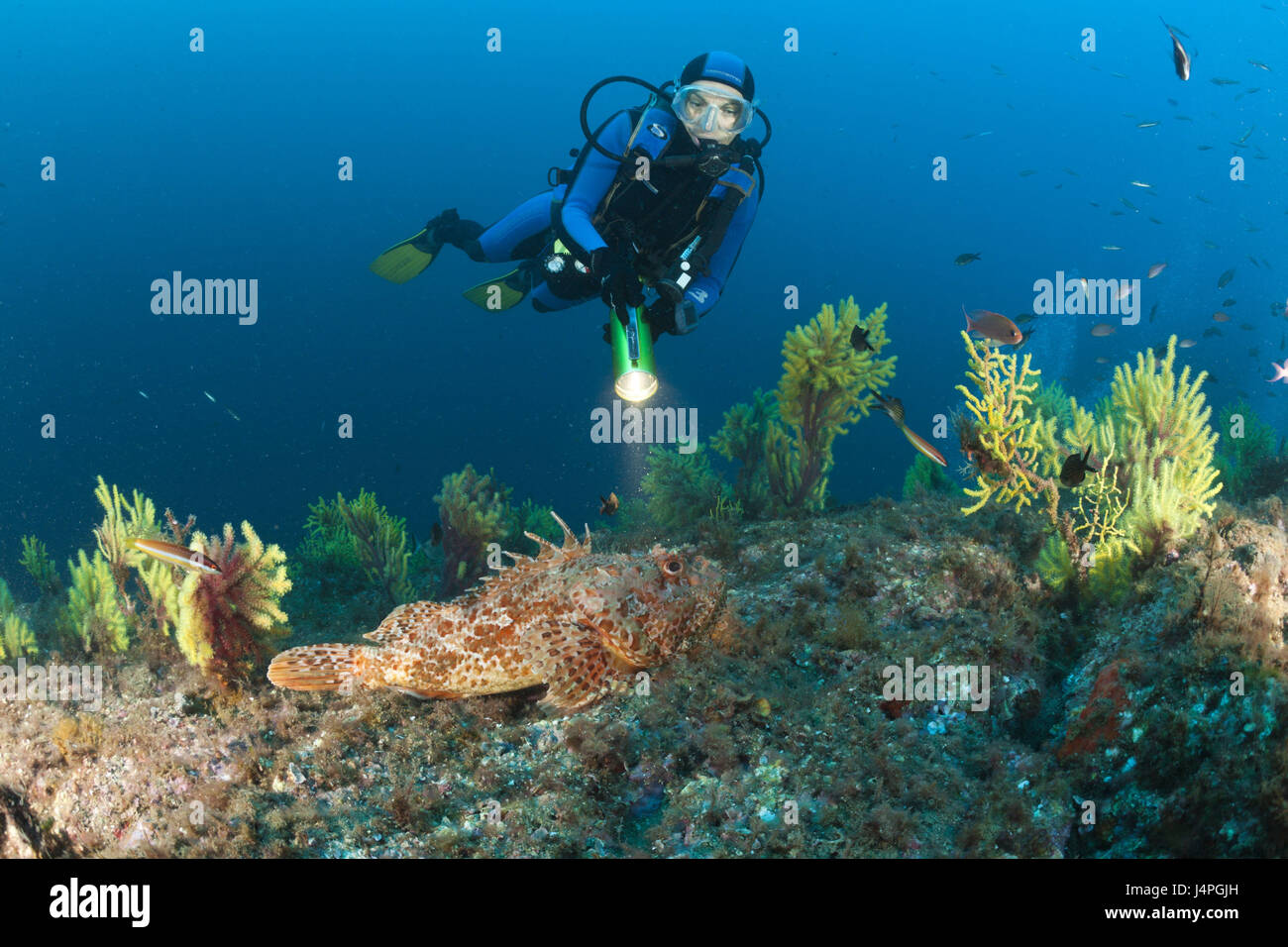 Scorpion fish hi-res stock photography and images - Alamy