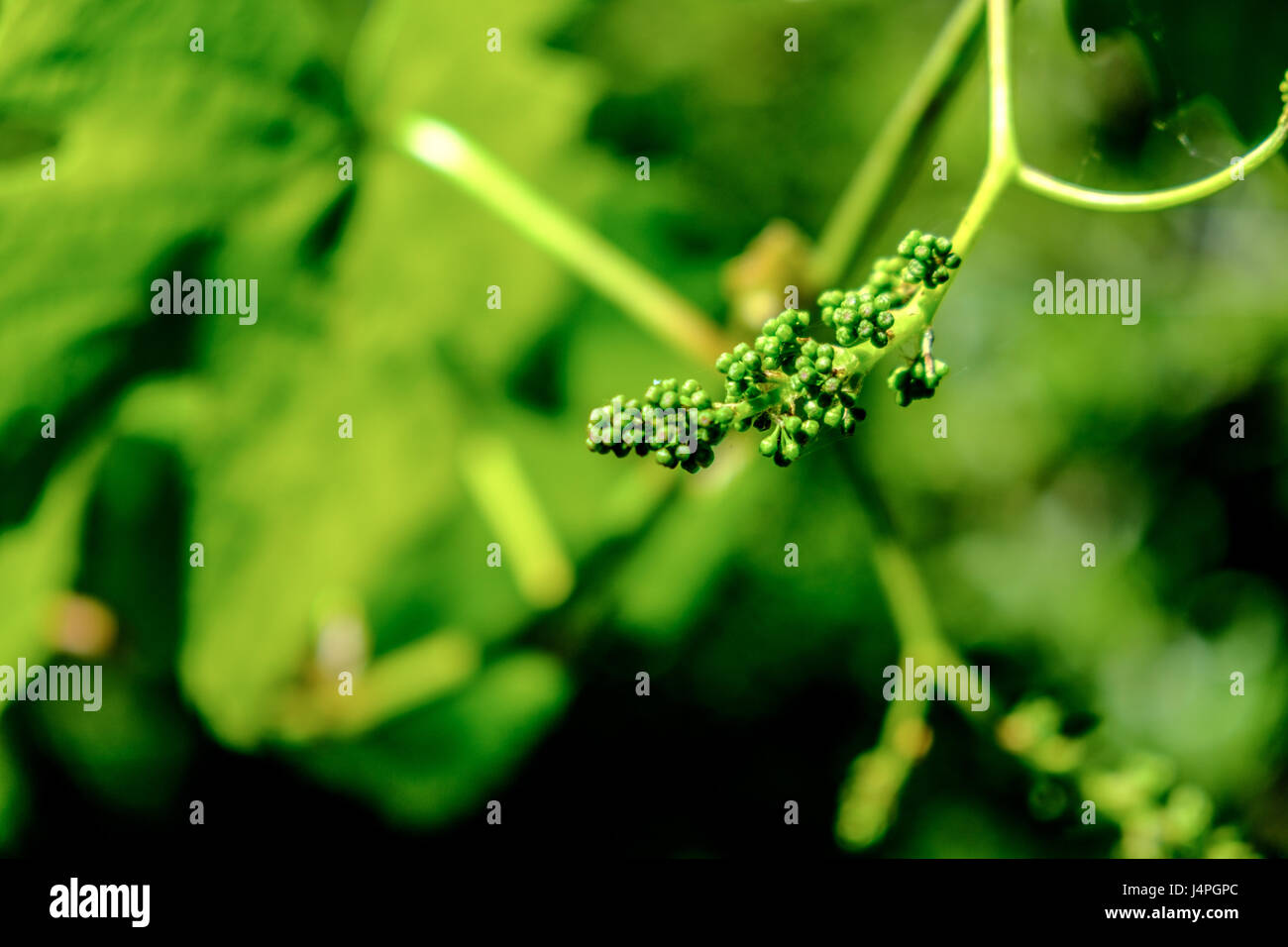 How to grow grape hi-res stock photography and images - Alamy