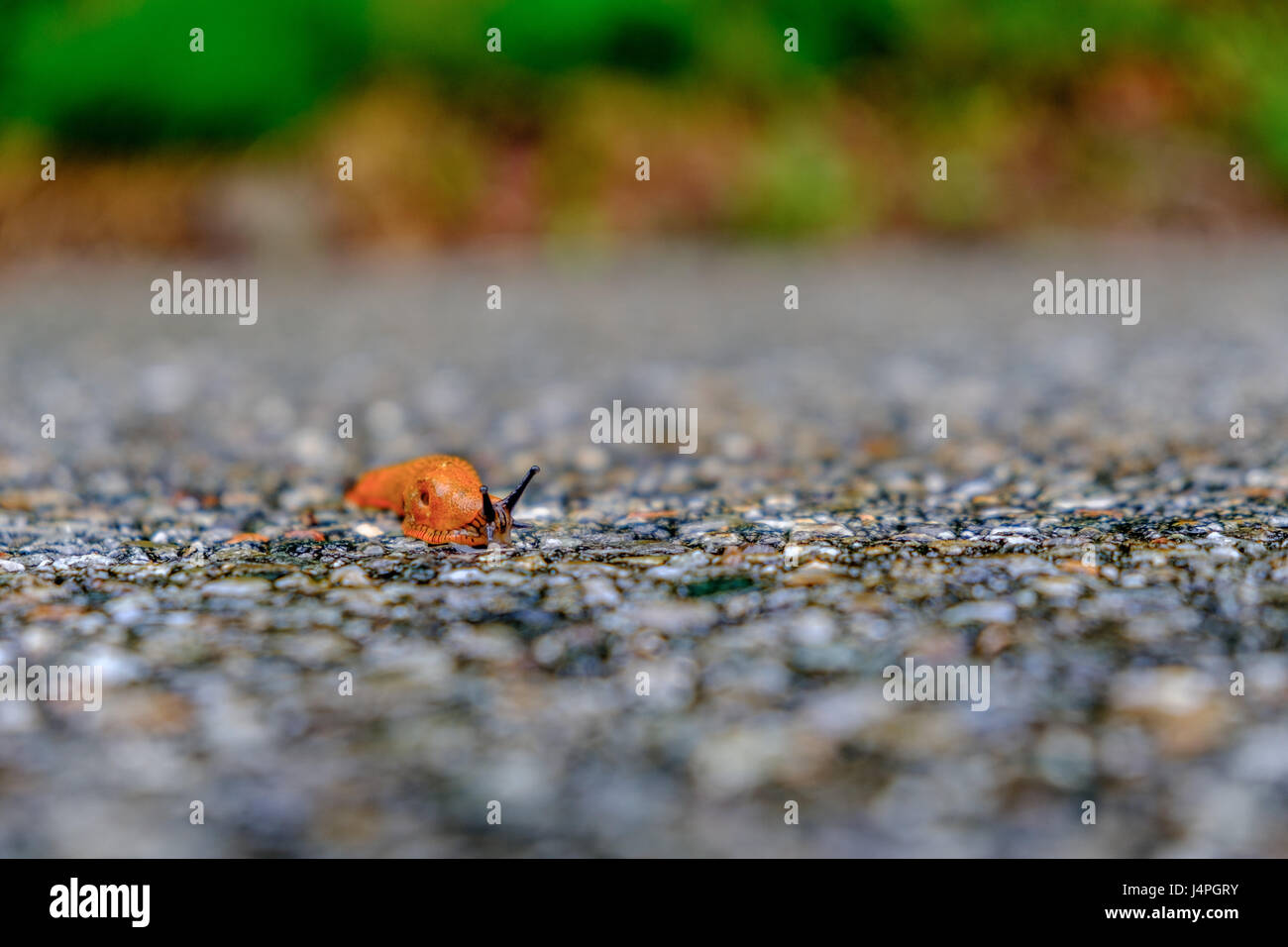 Close up of a slug crossing a road Stock Photo - Alamy