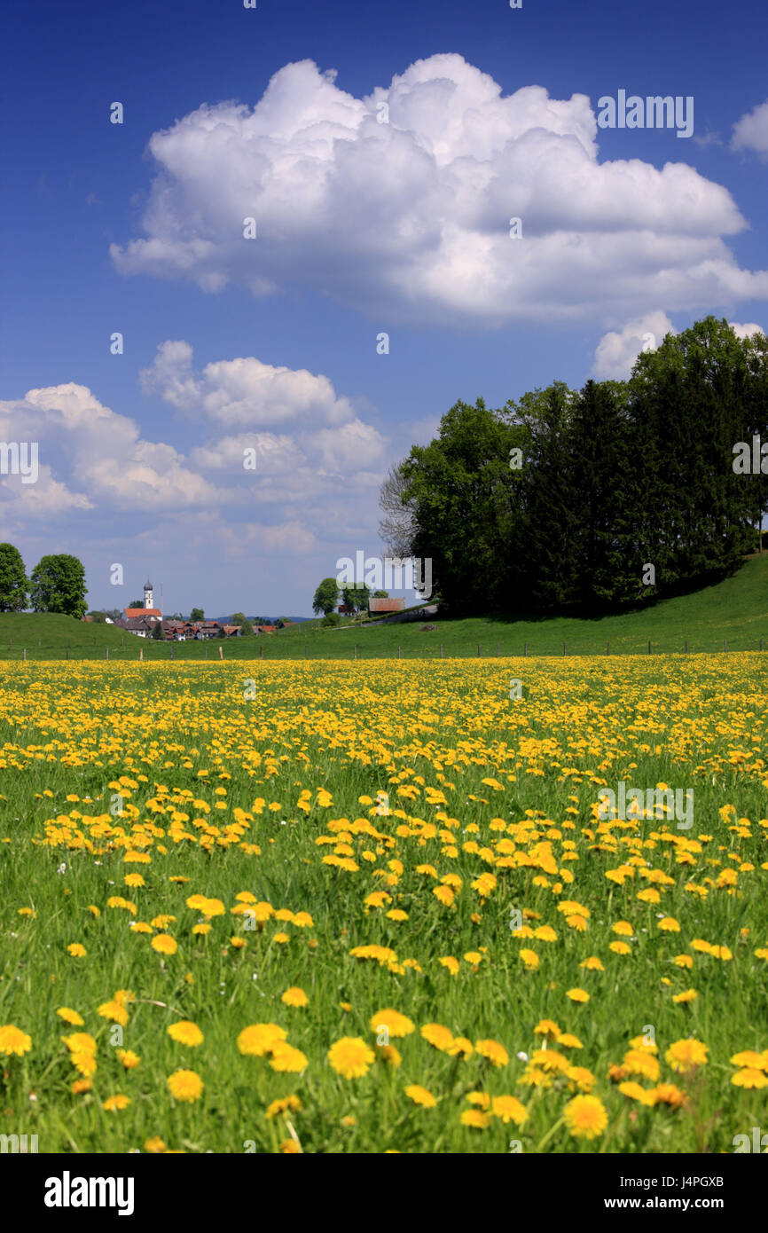 Germany, Bavaria, Upper Bavaria, priest's angle, village Ant, dandelion ...