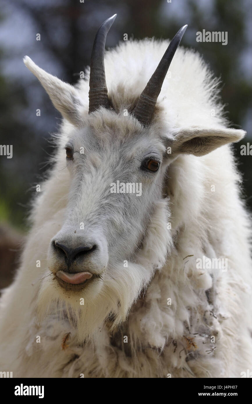 Snow goat, Oreamnos americanus, individually, portrait, head-on, tongue ...