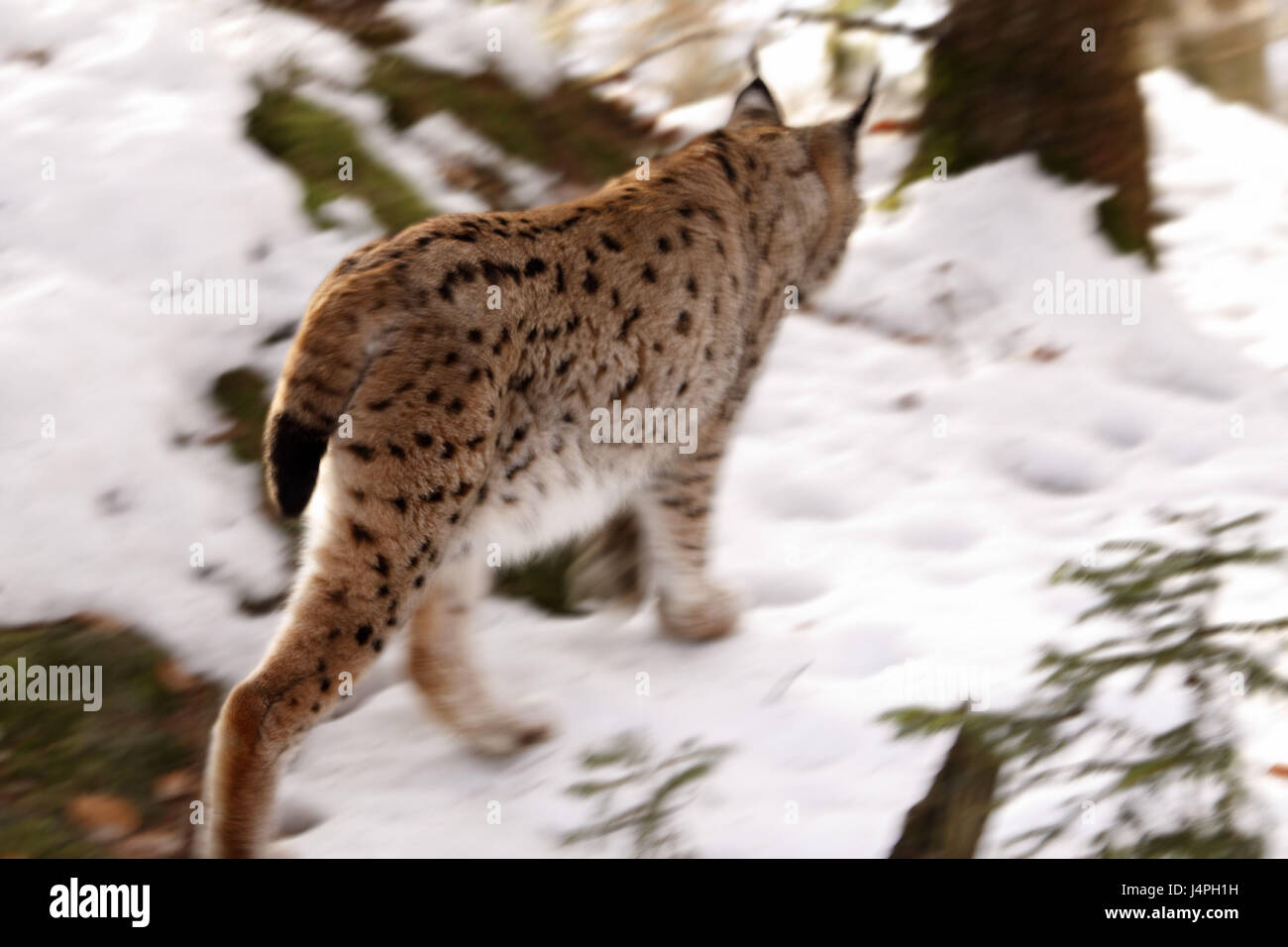 Lynx, Lynx lynx, raid, go, motion blur, back view, environment, wintry ...
