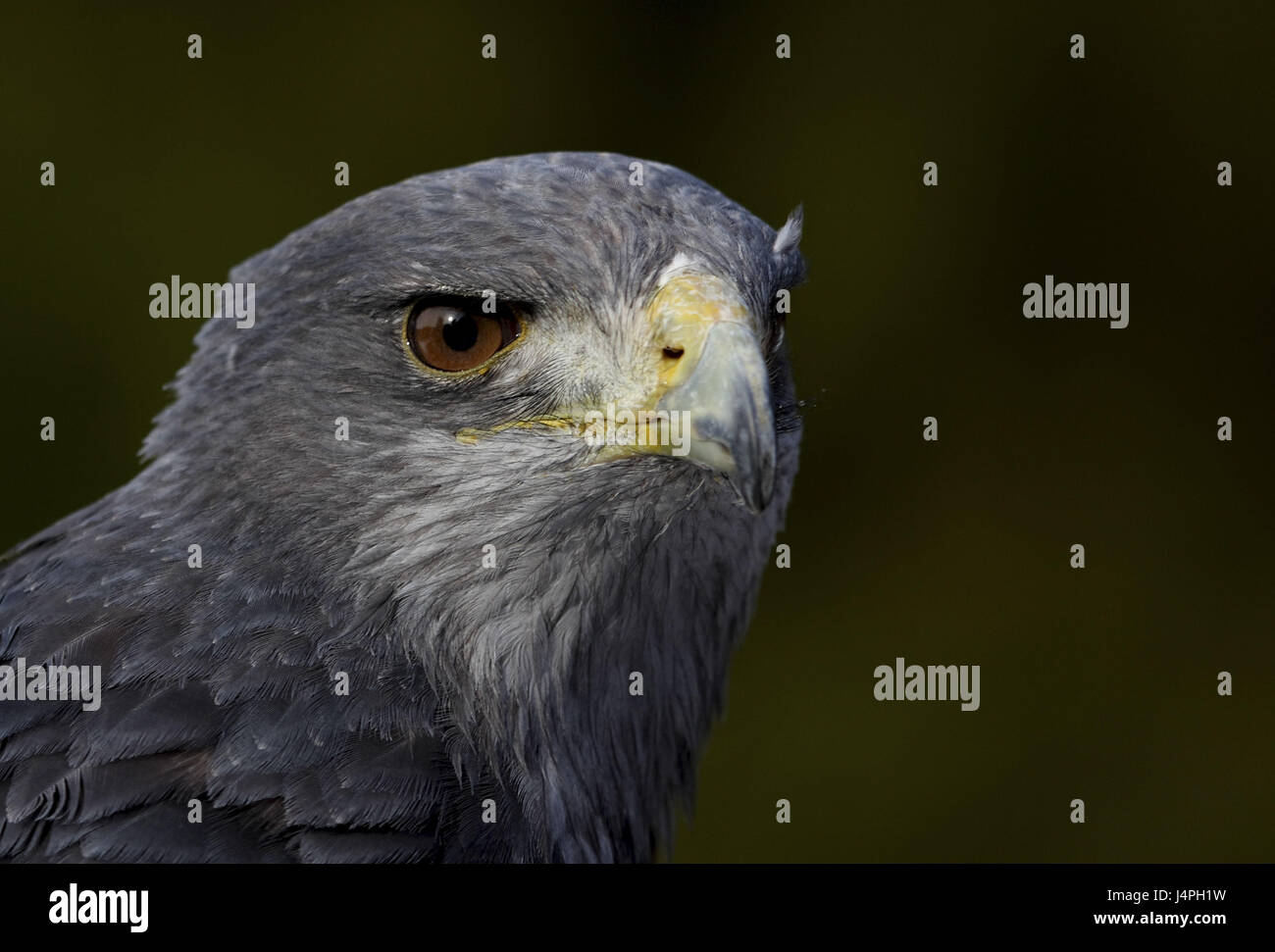 Blue buzzard, Geranoaetus melanoleucus, portrait, head-on, view ...