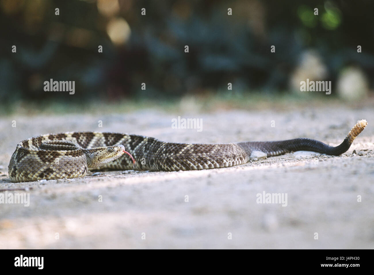 Crotalus simus, Central America niche rattlesnake, adult, full-grown ...