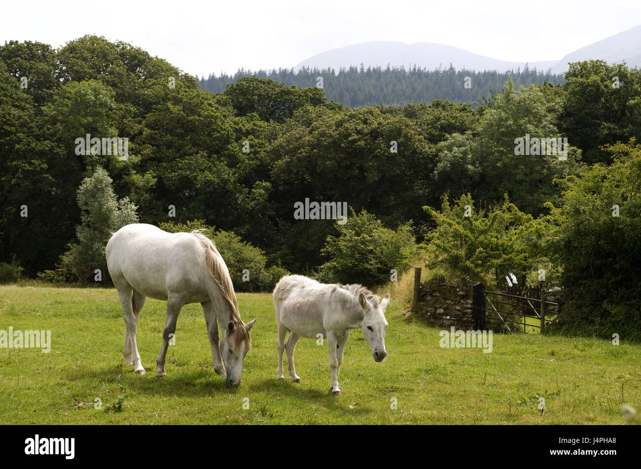 Ireland, Munster, county Kerry, Killarney national park, Muckross farm ...