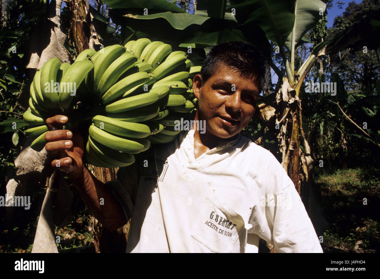 Costa Rica, Bribri, man, bananas, harvest Stock Photo - Alamy