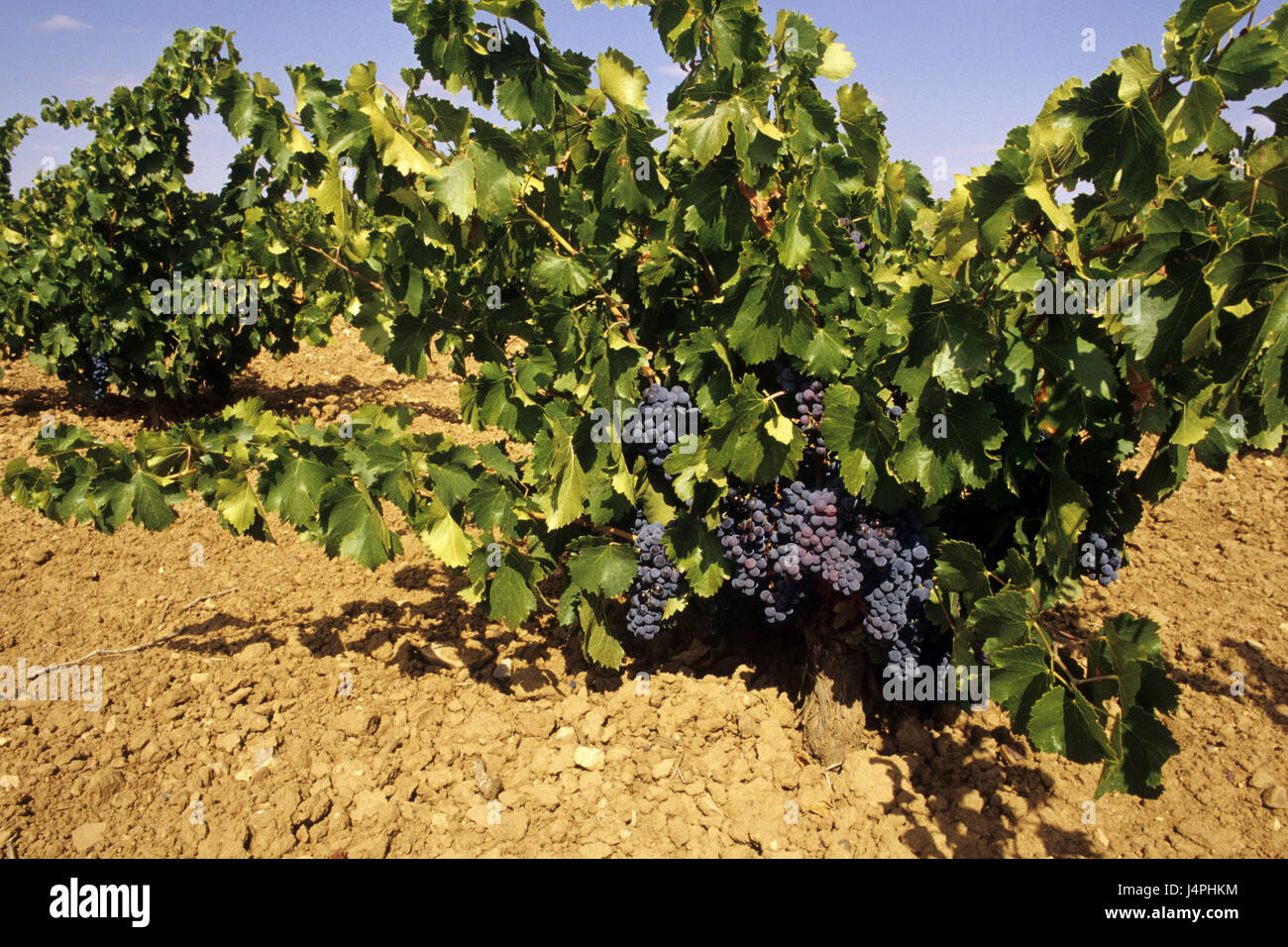 Spain, La Mancha, el Toboso, Tempranillo, vineyard, vines, grapes, blue ...