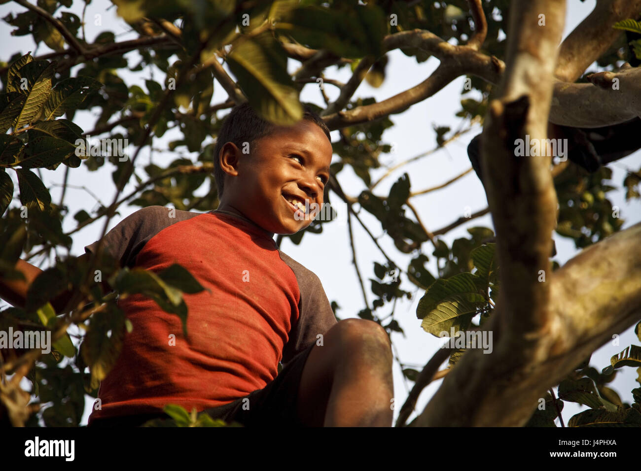 Honduras, La Moskitia, boy, tree, climb, happily Stock Photo - Alamy