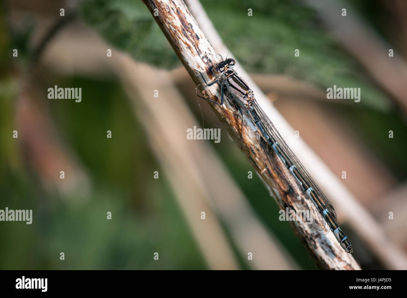 A female Common blue damselfly (Enallagma cyathigerum) heterochrome ...