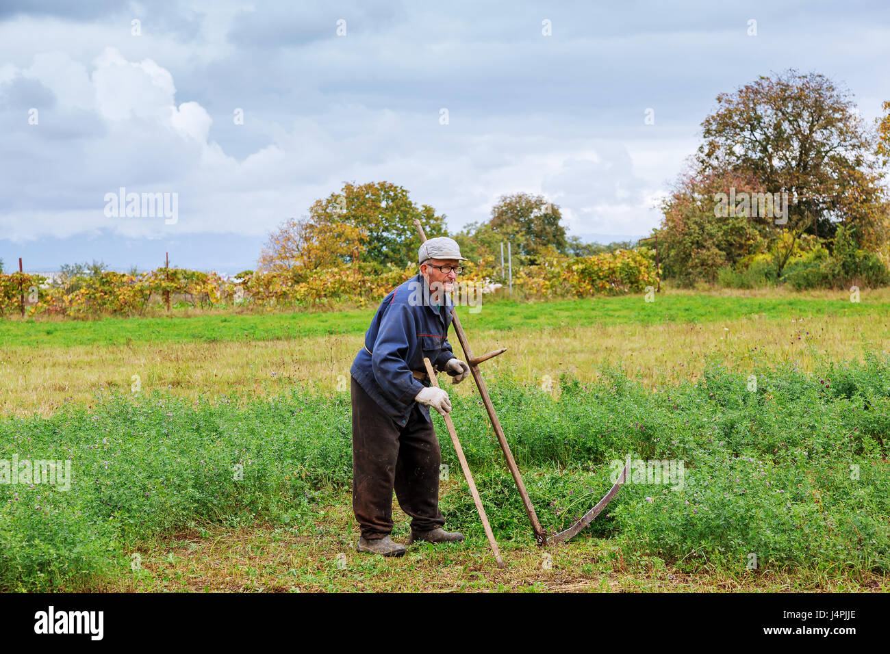 Old man mowing down grass with scythe farmer mows the grass Stock Photo ...