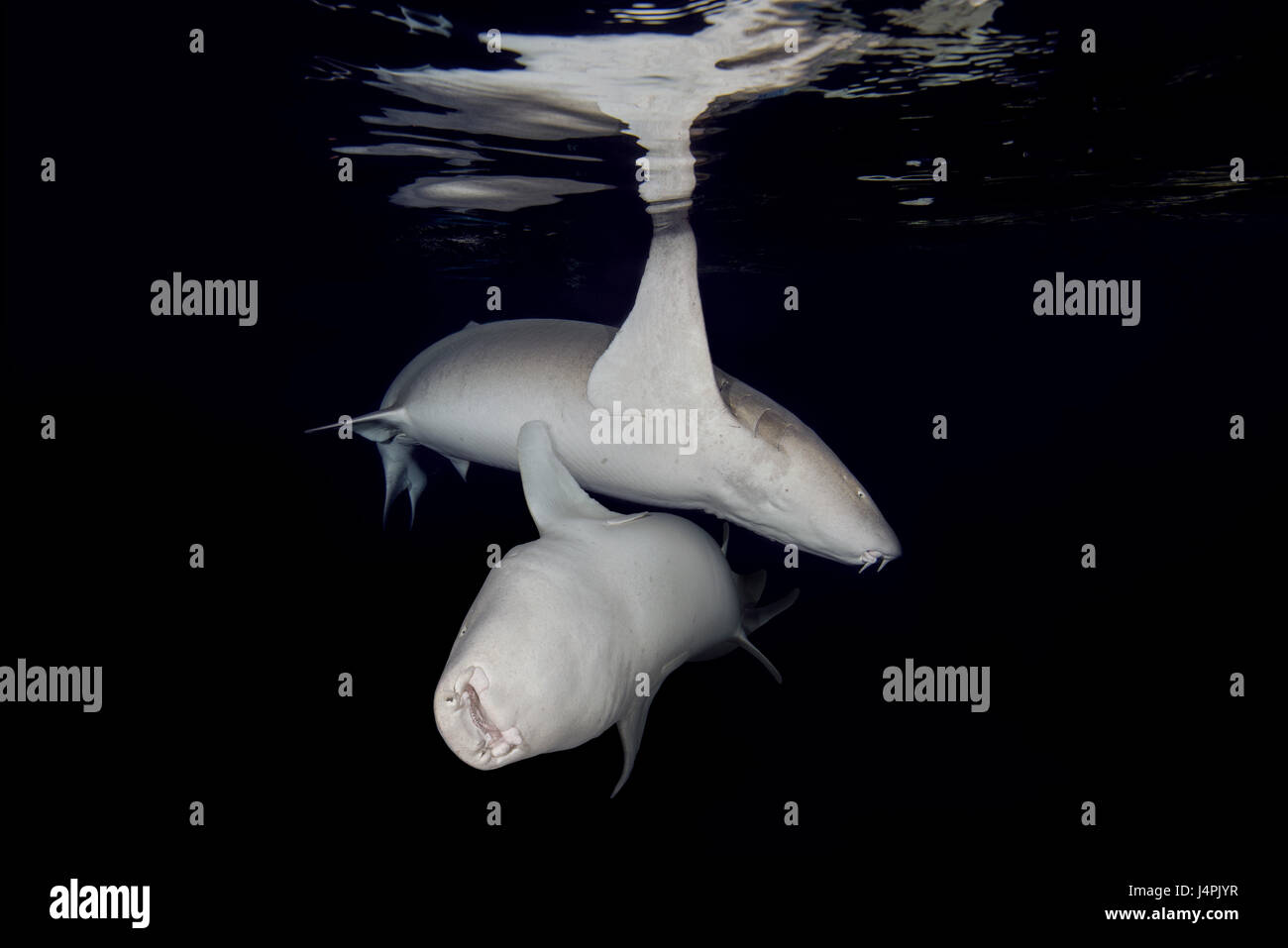 Nebrius ferrugineus mating hi-res stock photography and images - Alamy