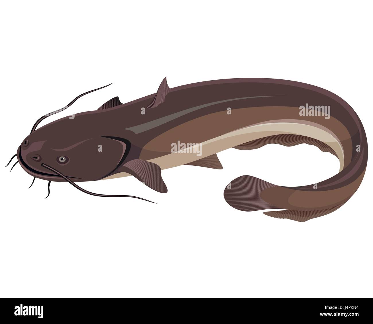 Big catfish Stock Vector Images - Alamy