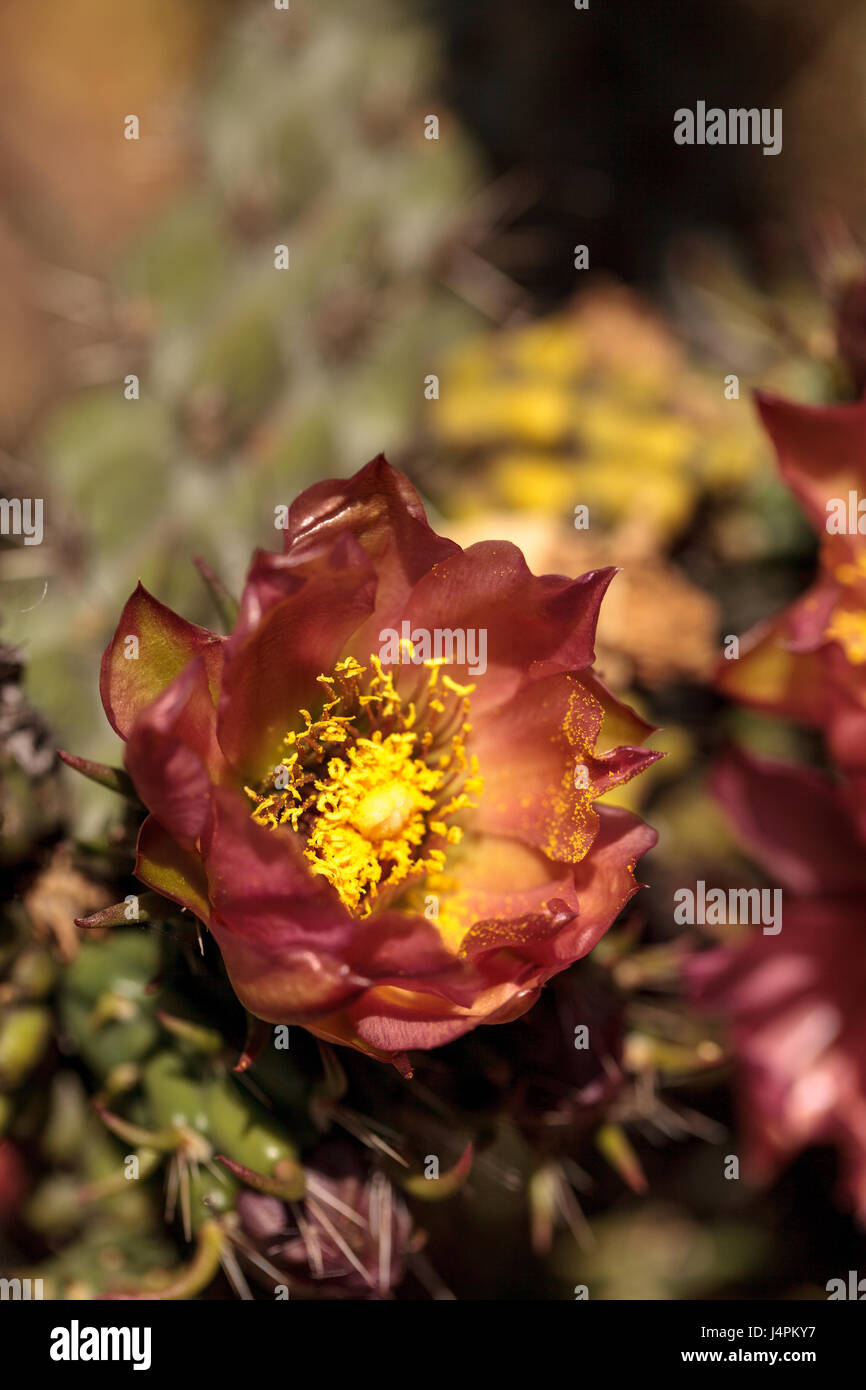 Purple flower on a ford barrel cactus, Ferocactus fordii, in a desert ...