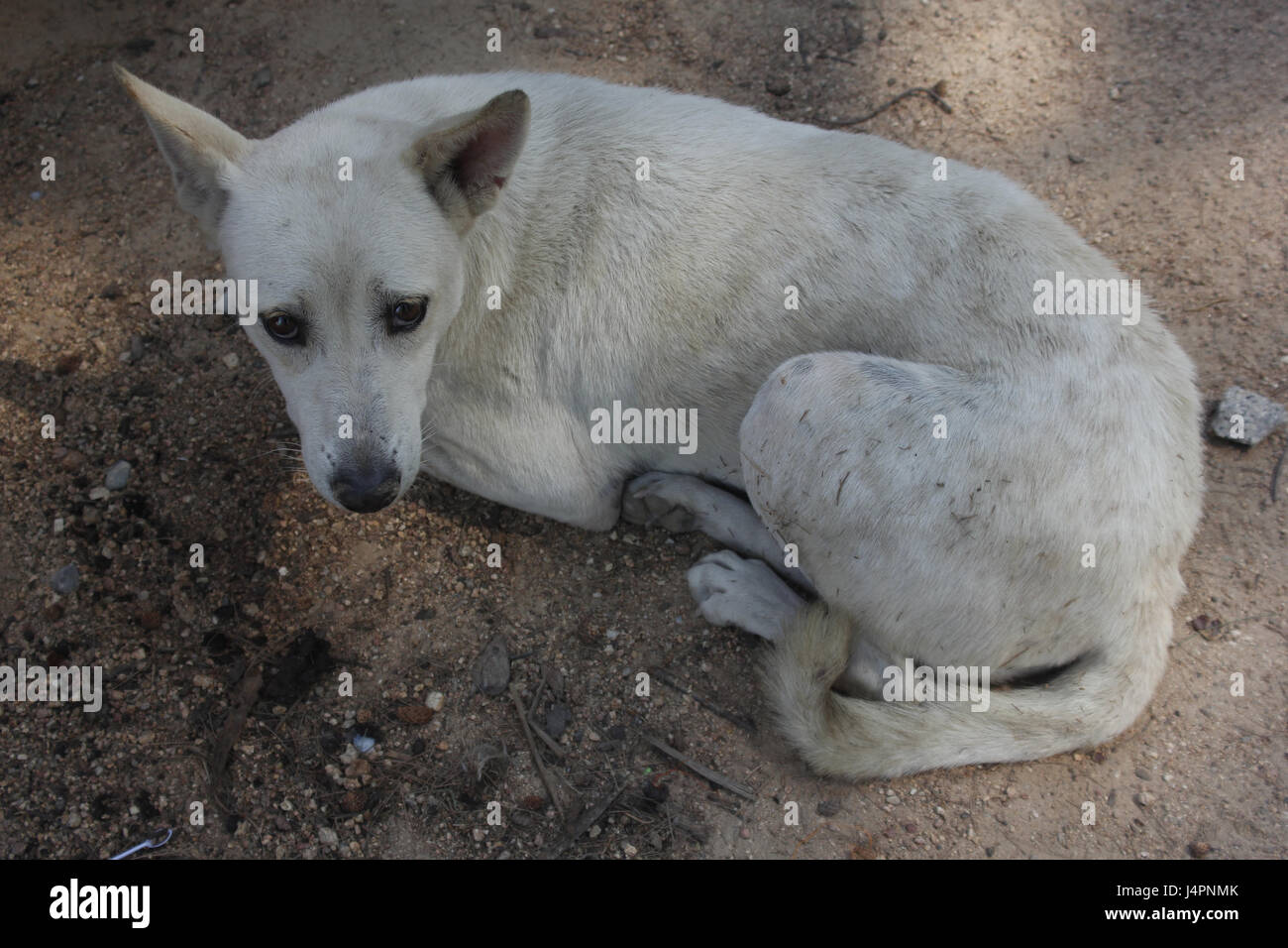 street dog sad looking Stock Photo - Alamy