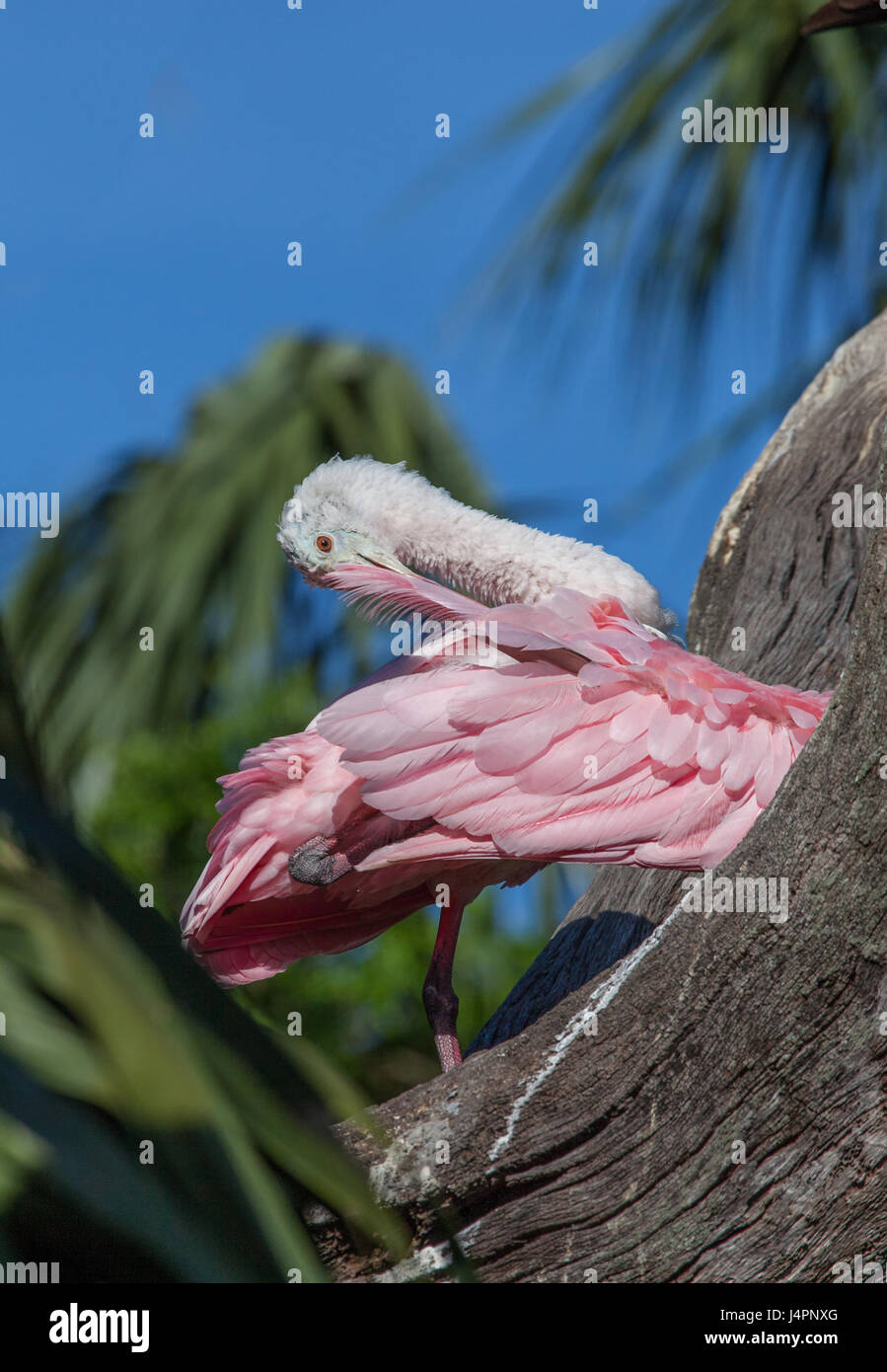 Rosette spoonbill cleaning feather Stock Photo - Alamy