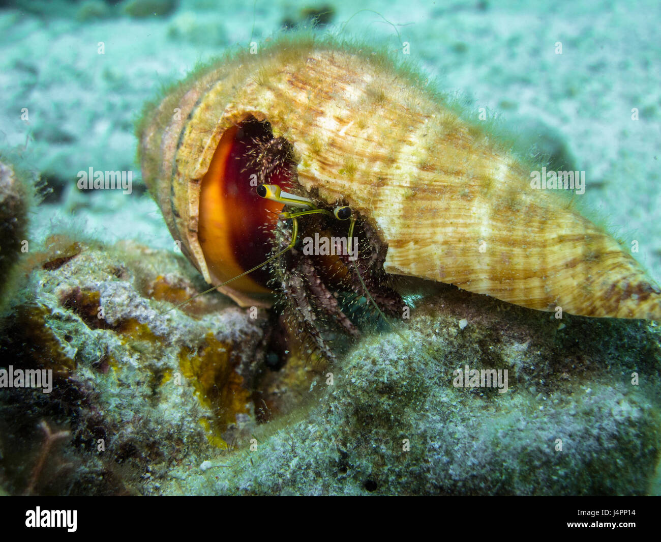 hermit crab in broken shell Stock Photo - Alamy