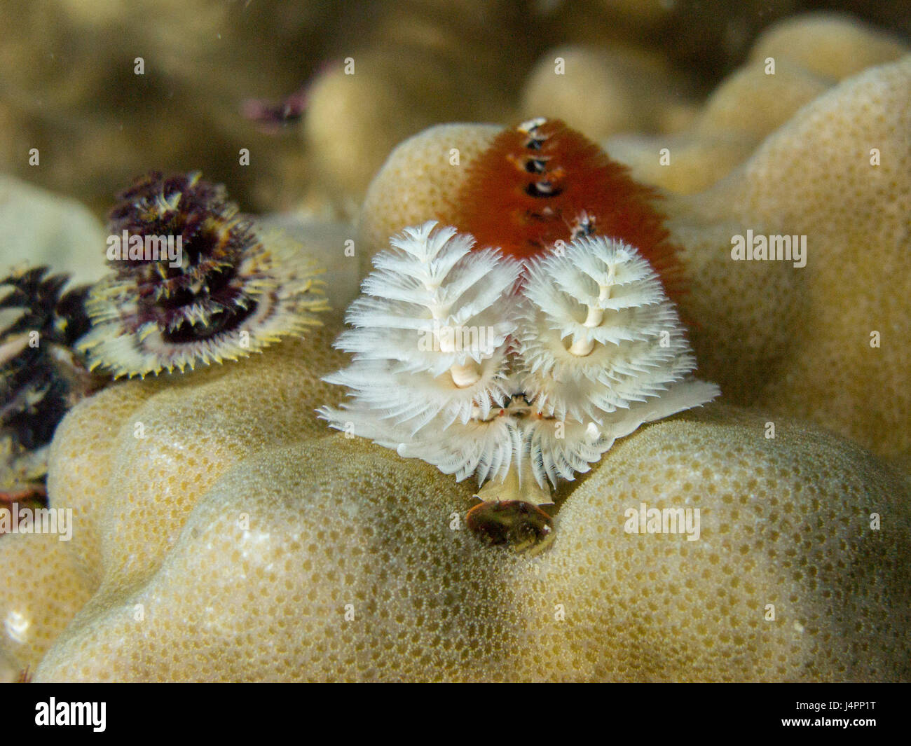 white christmas worm on hard coral Stock Photo - Alamy