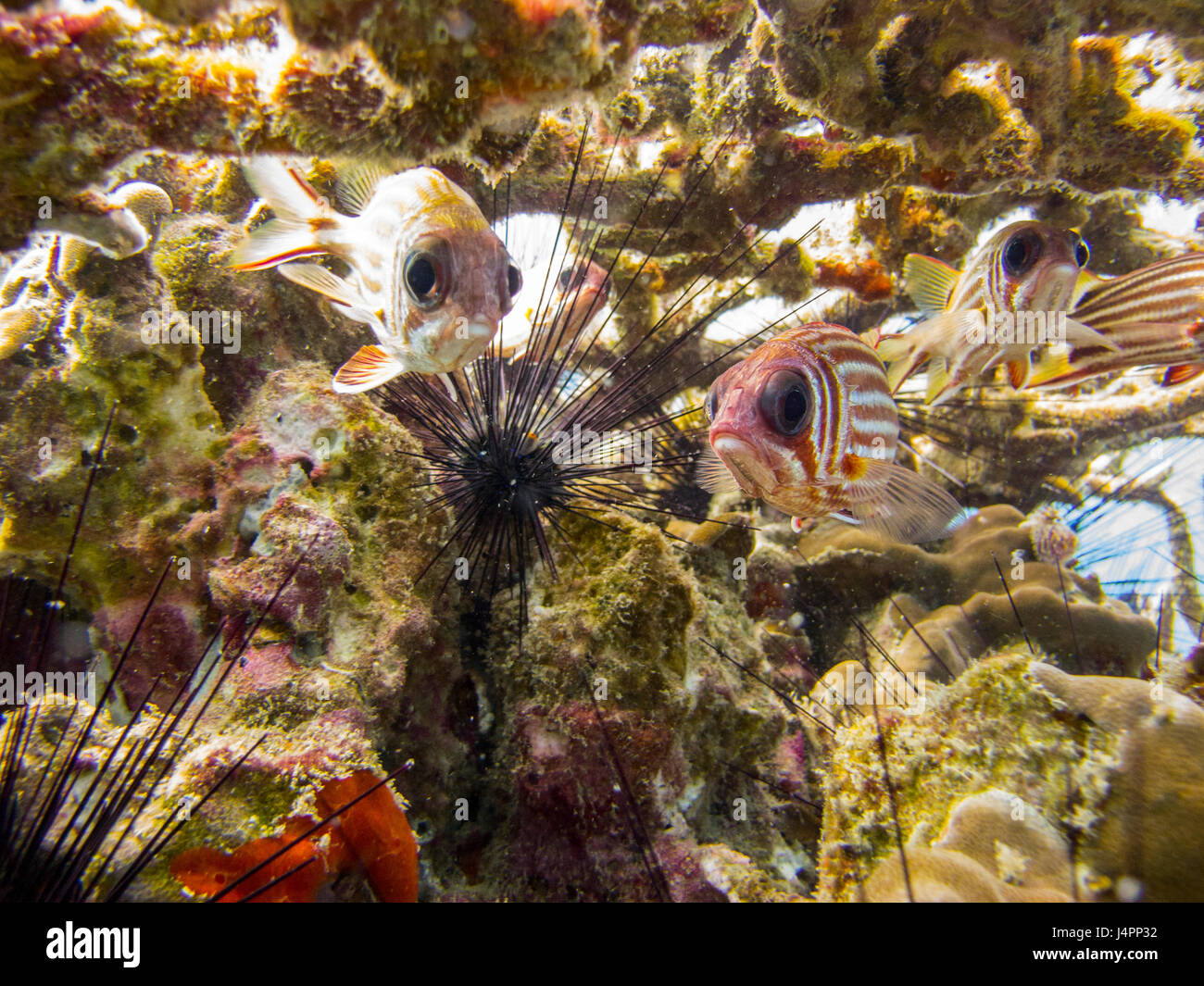 Squirrel fish hi-res stock photography and images - Alamy