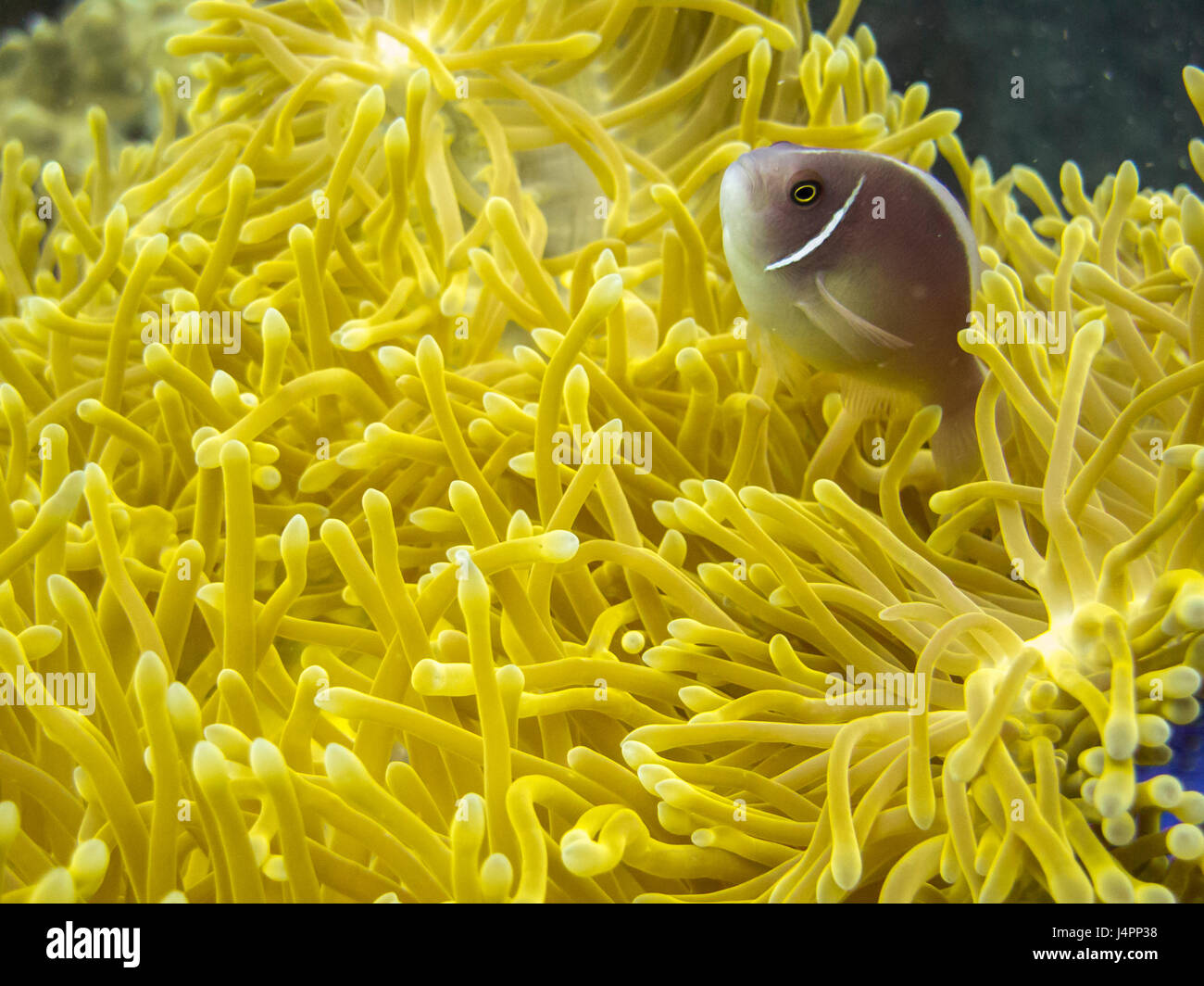 Yellow Sea Anemone