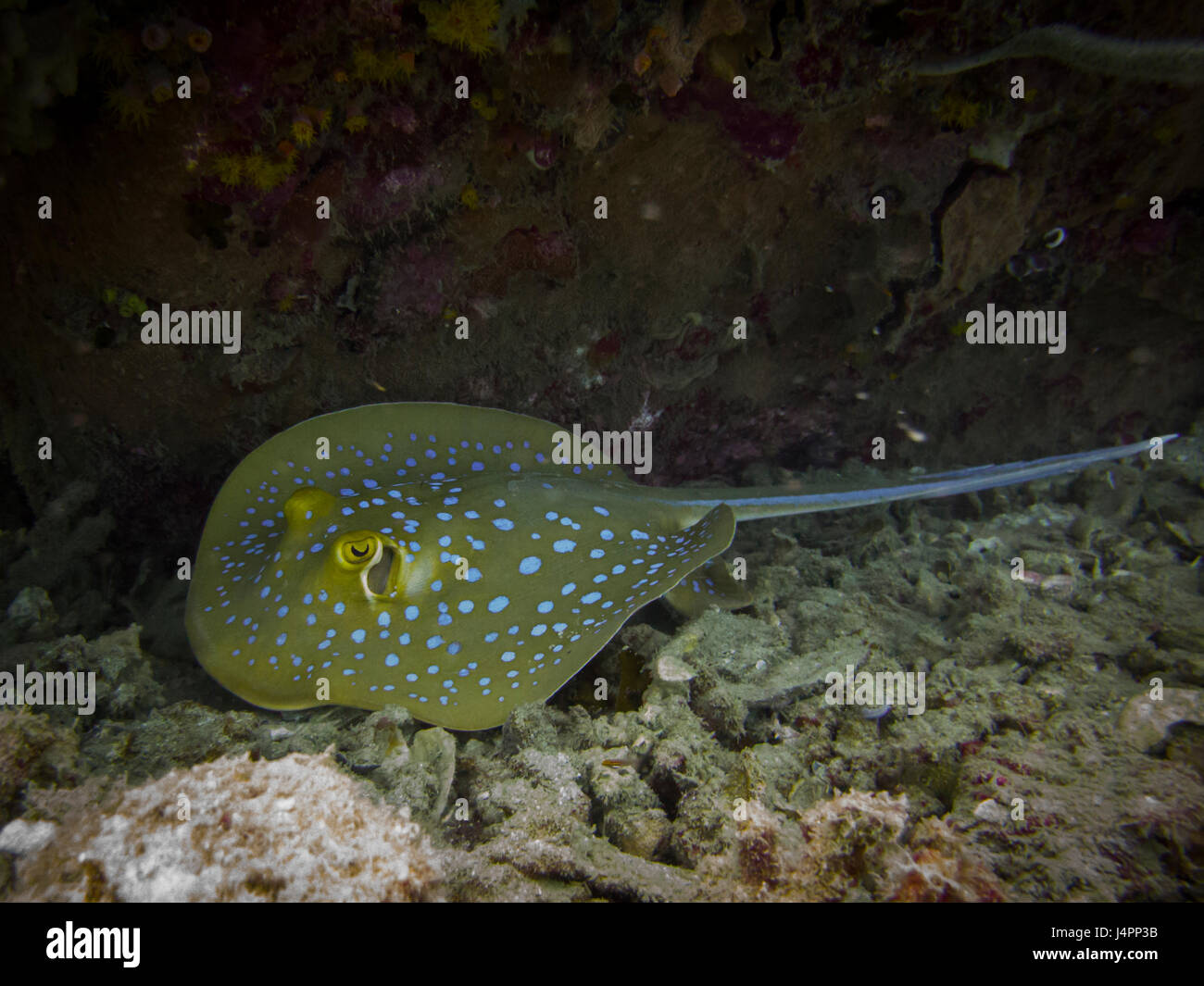 blue spotted stingray swiming on broken coral Stock Photo - Alamy