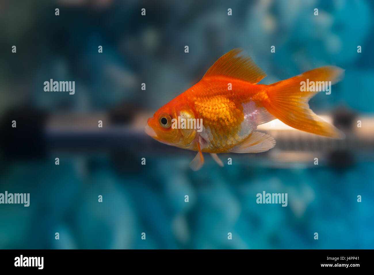 Gold Fish small aquarium fish swimming in the aquarium Stock Photo - Alamy