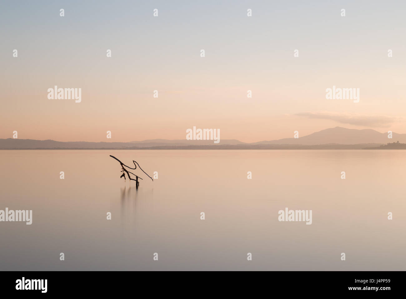 A minimalist photo of a branch emerging out of totally flat water ...