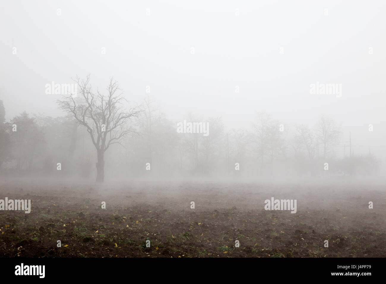 Tree in the fog Stock Photo - Alamy