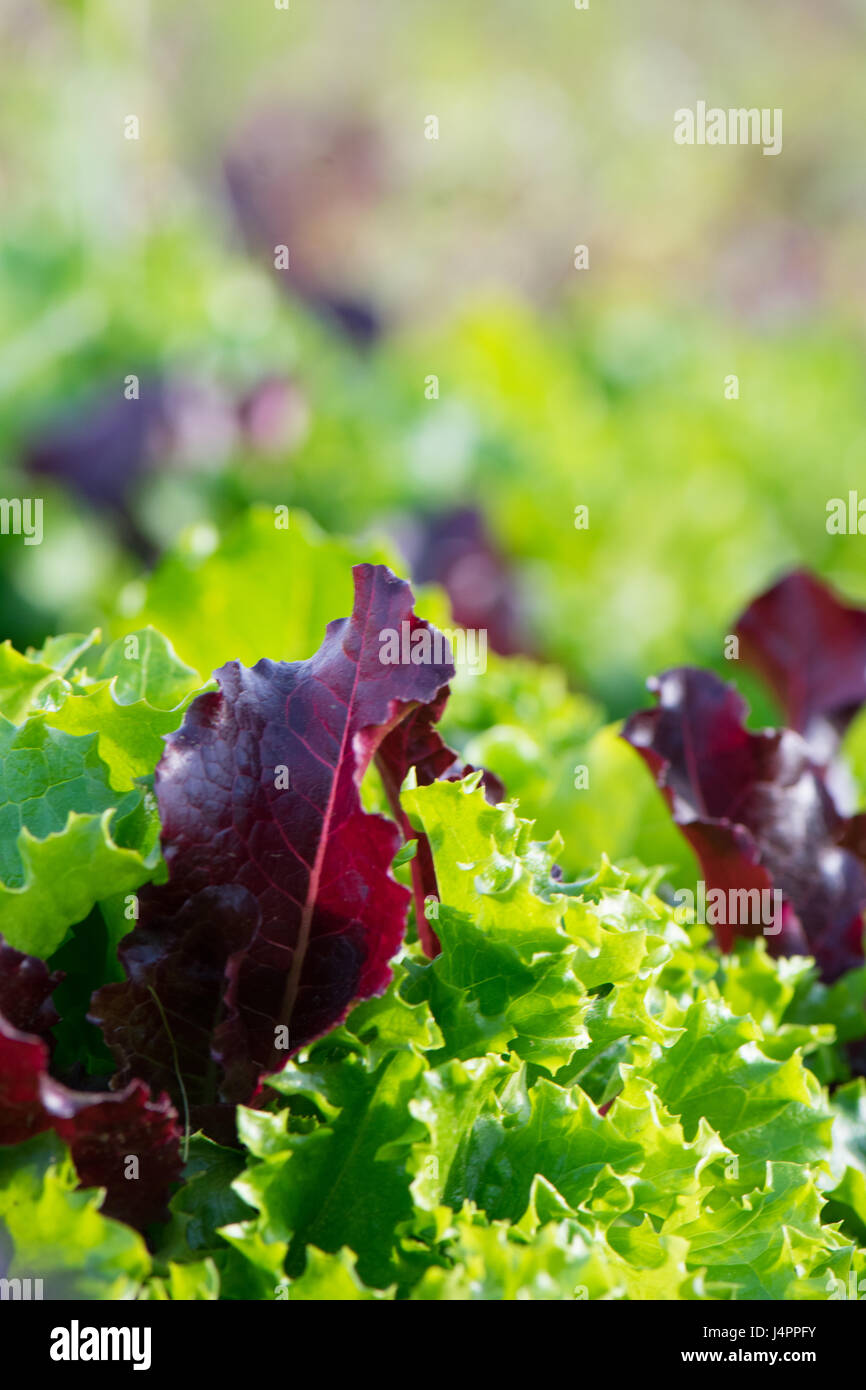 Lettuce crops harvest hi-res stock photography and images - Alamy