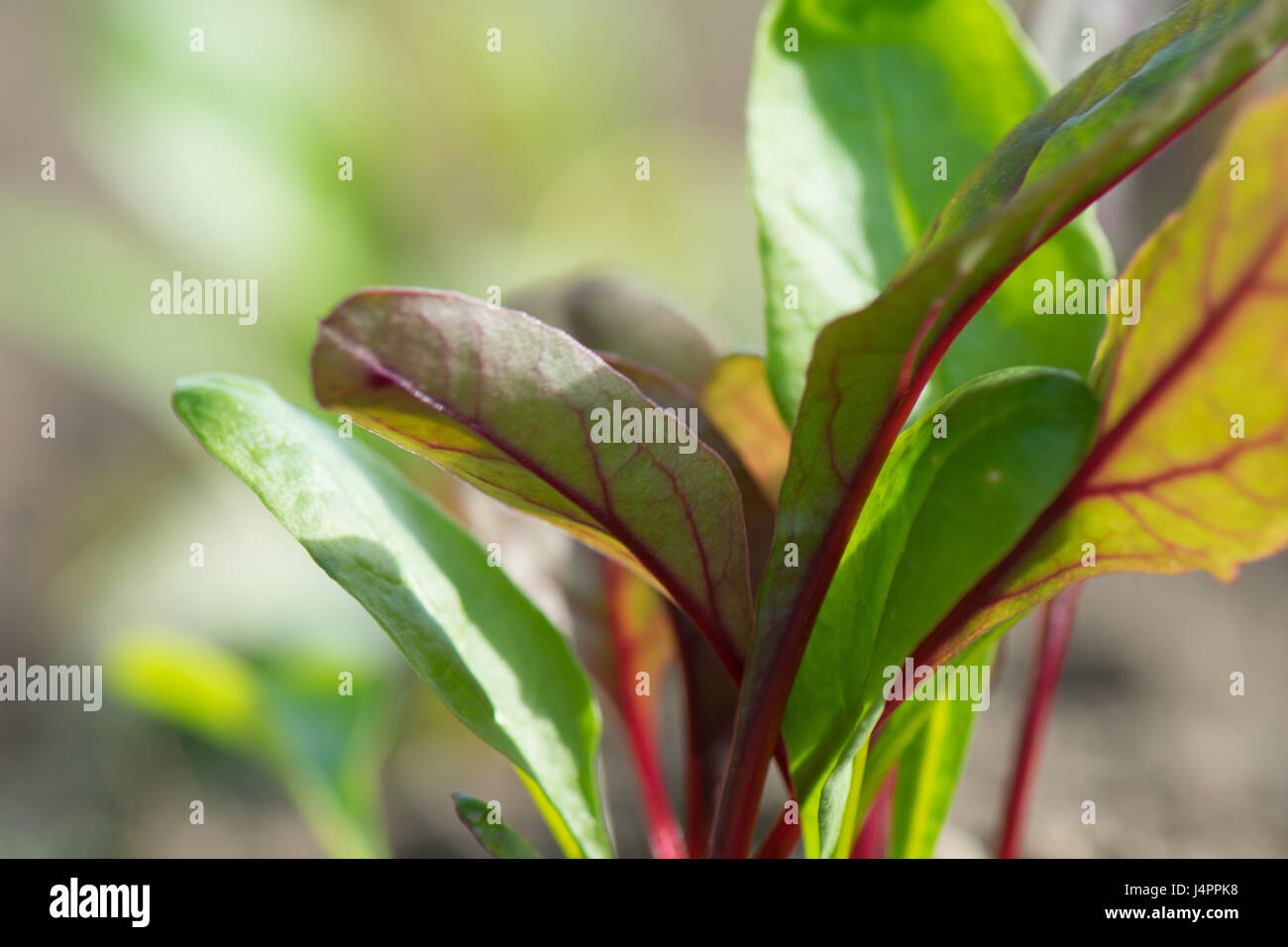Organic fresh chard plant hi-res stock photography and images - Alamy
