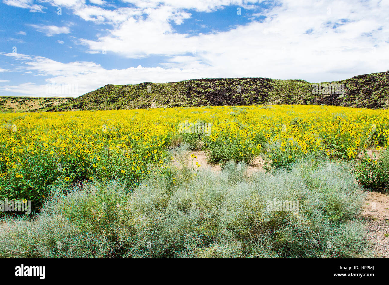 National symbols of mexico hi-res stock photography and images - Alamy