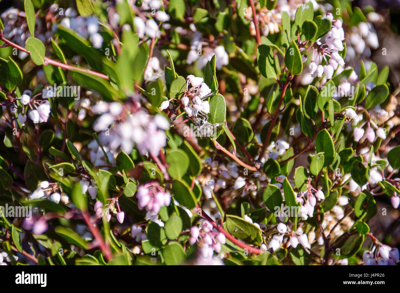 Pink bell flowers hi-res stock photography and images - Alamy