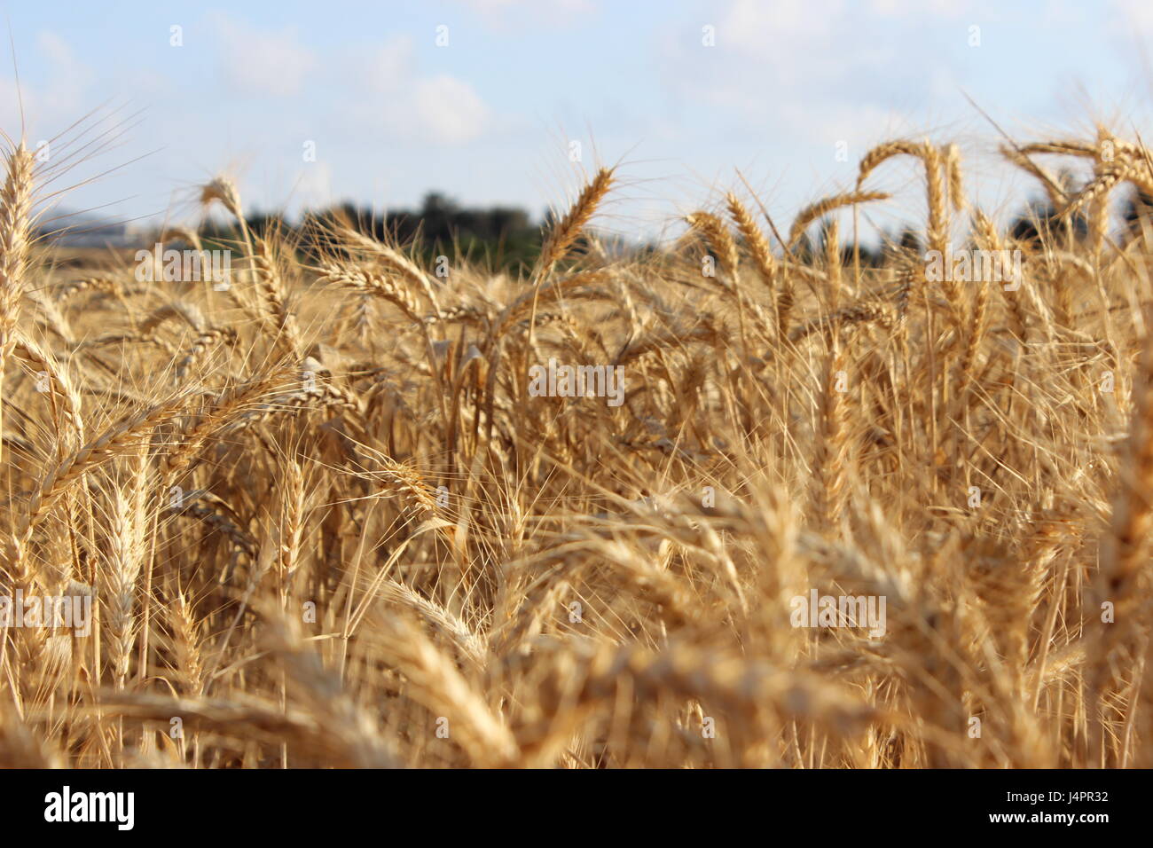 Israel wheat grain hi-res stock photography and images - Alamy