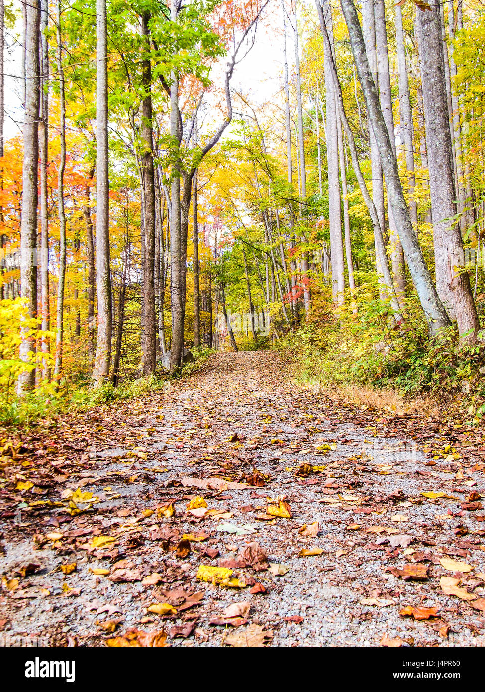 Yellow autumn leaves in golden forest with path Stock Photo - Alamy