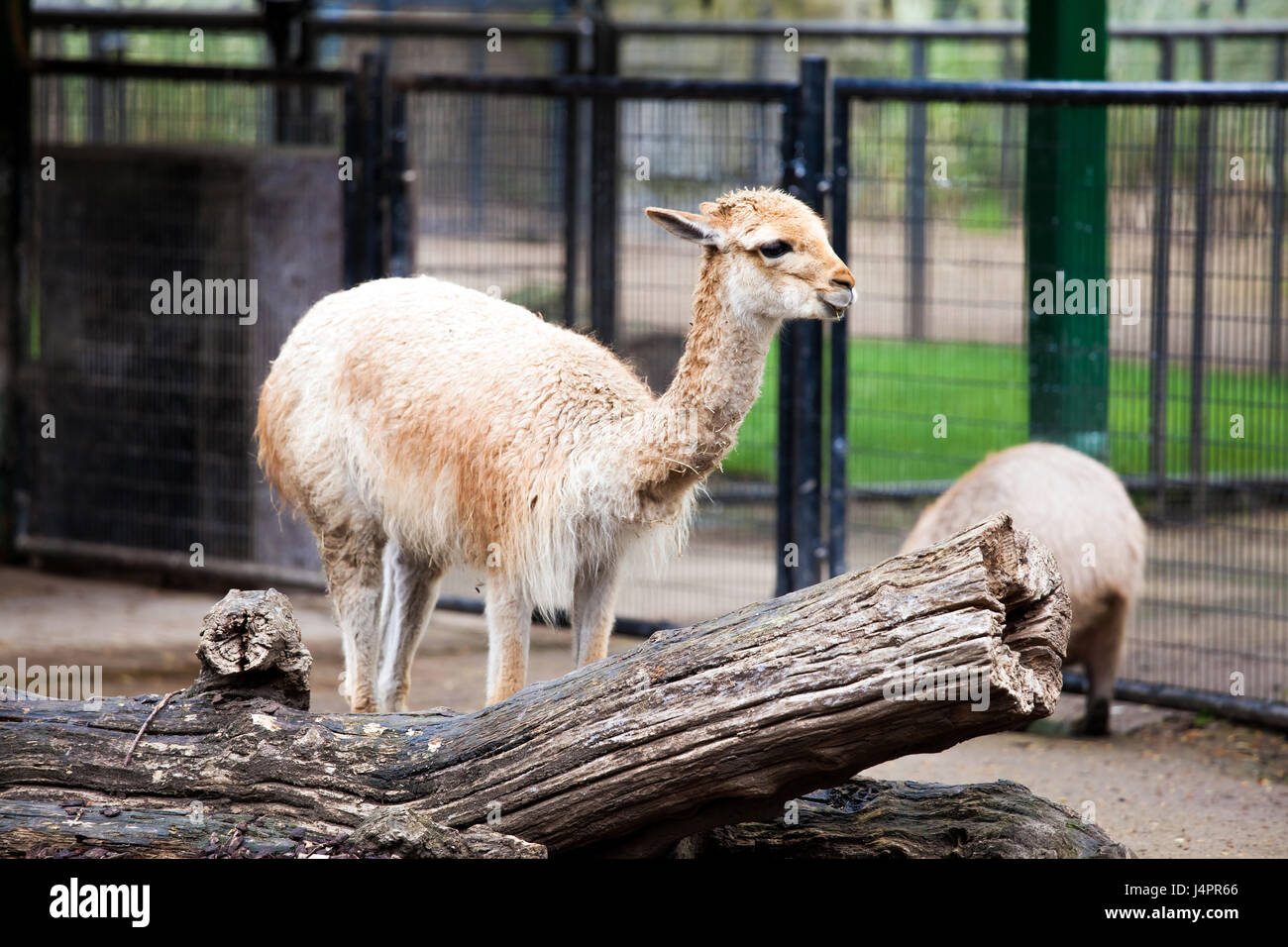 South american camelids hi-res stock photography and images - Alamy