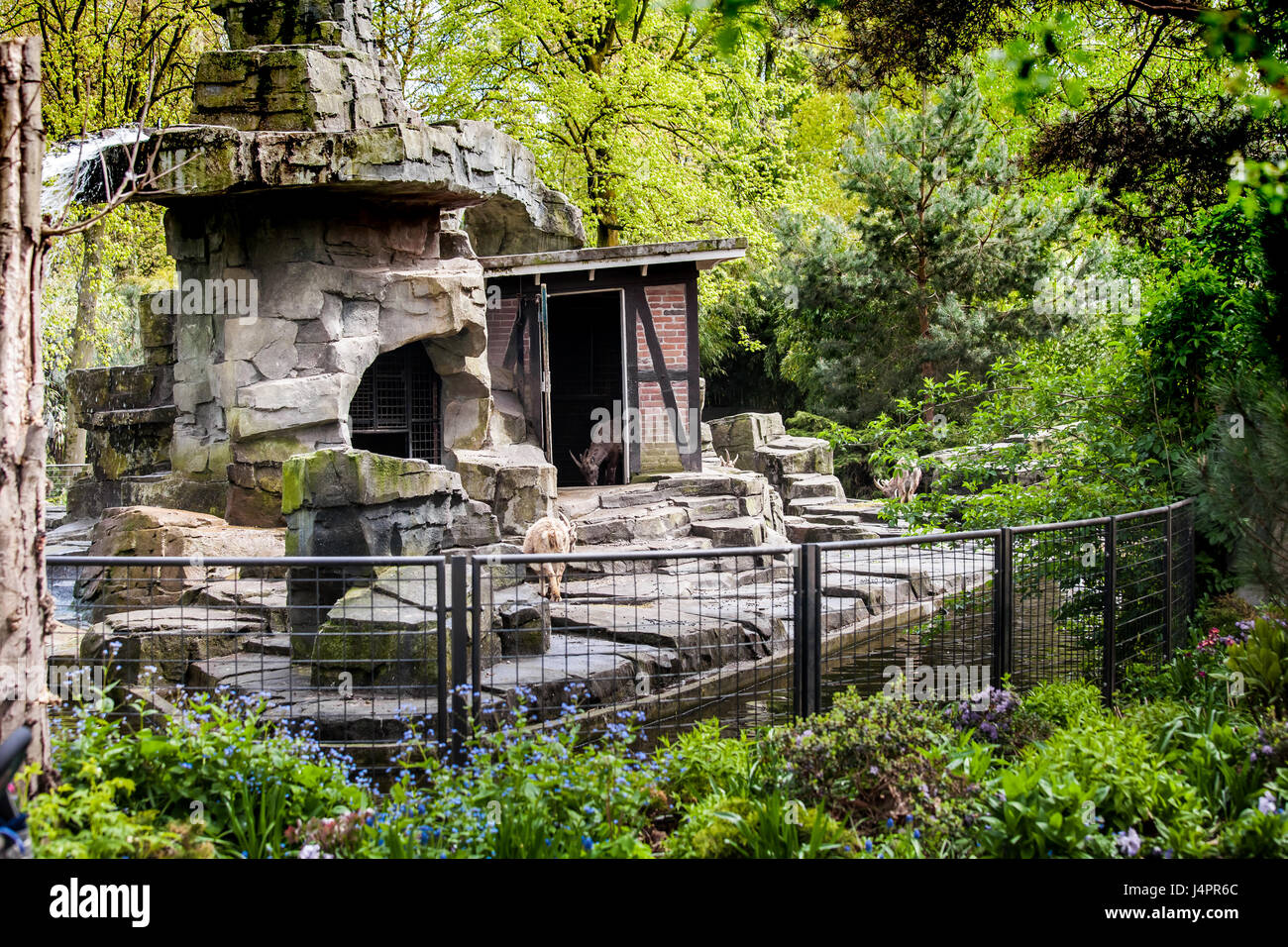 Dutch amsterdam zoo hi-res stock photography and images - Alamy