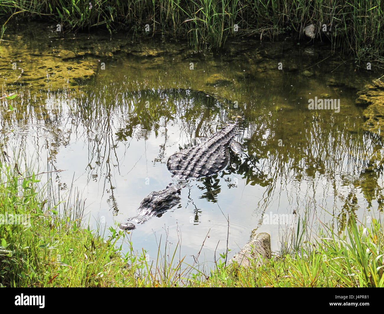 Alligator In Pond High Resolution Stock Photography and Images - Alamy