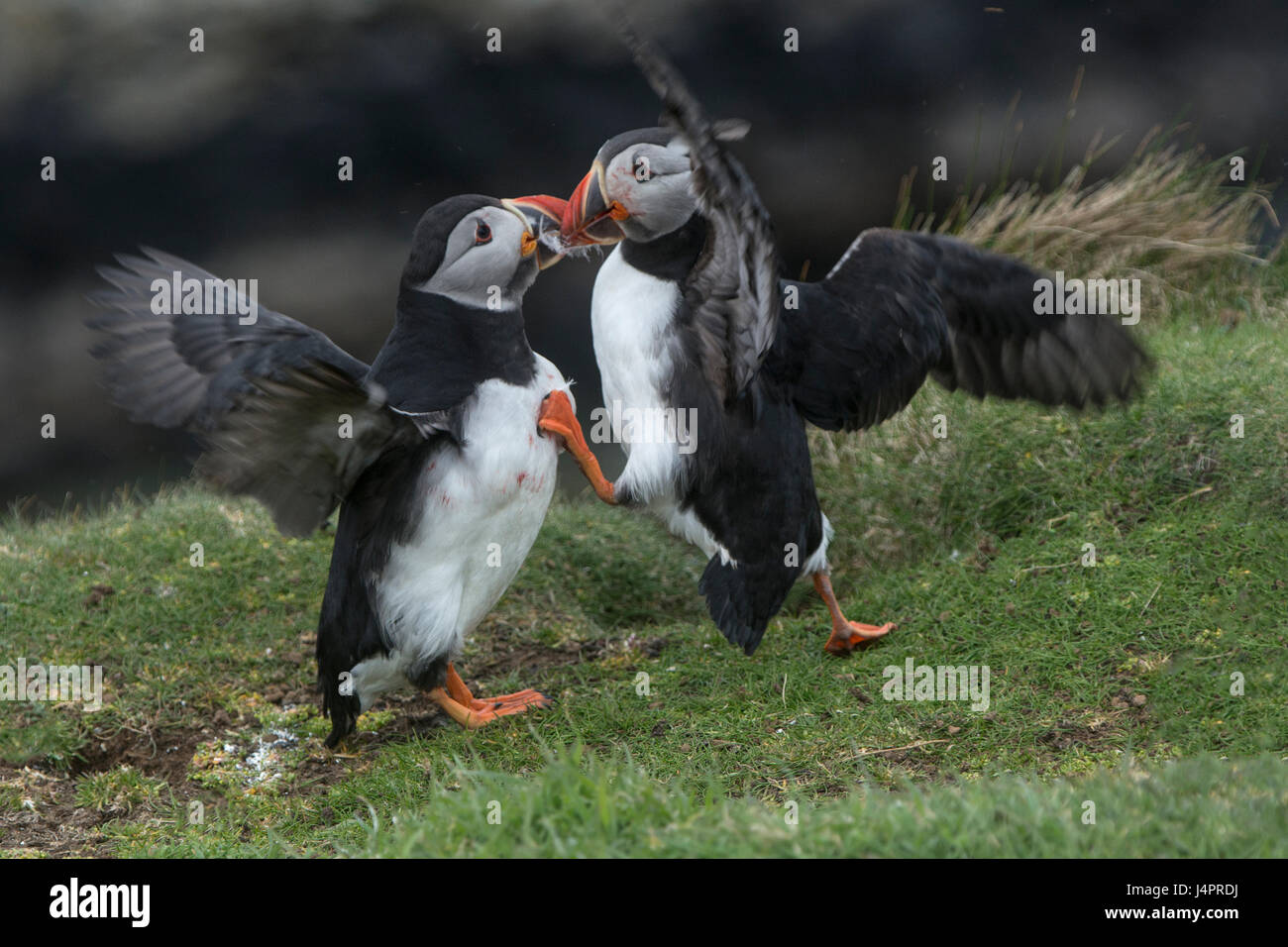 Two Atlantic Puffins Fighting Stock Photo - Alamy