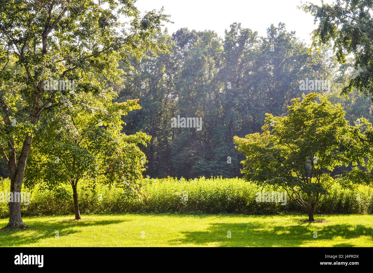 Landscape in rural virginia during summer with hills and meadows in Ivy ...