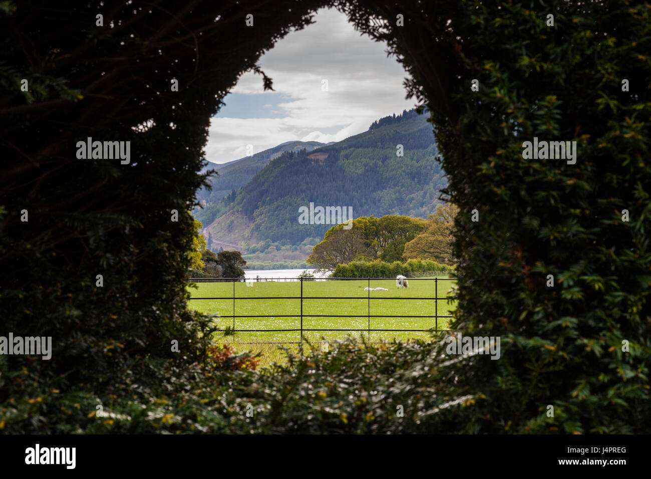 Yew hedge with arch hi-res stock photography and images - Alamy