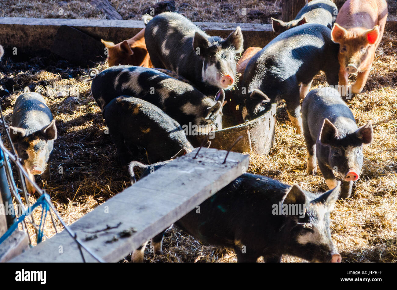 Pig in bucket hi-res stock photography and images - Alamy