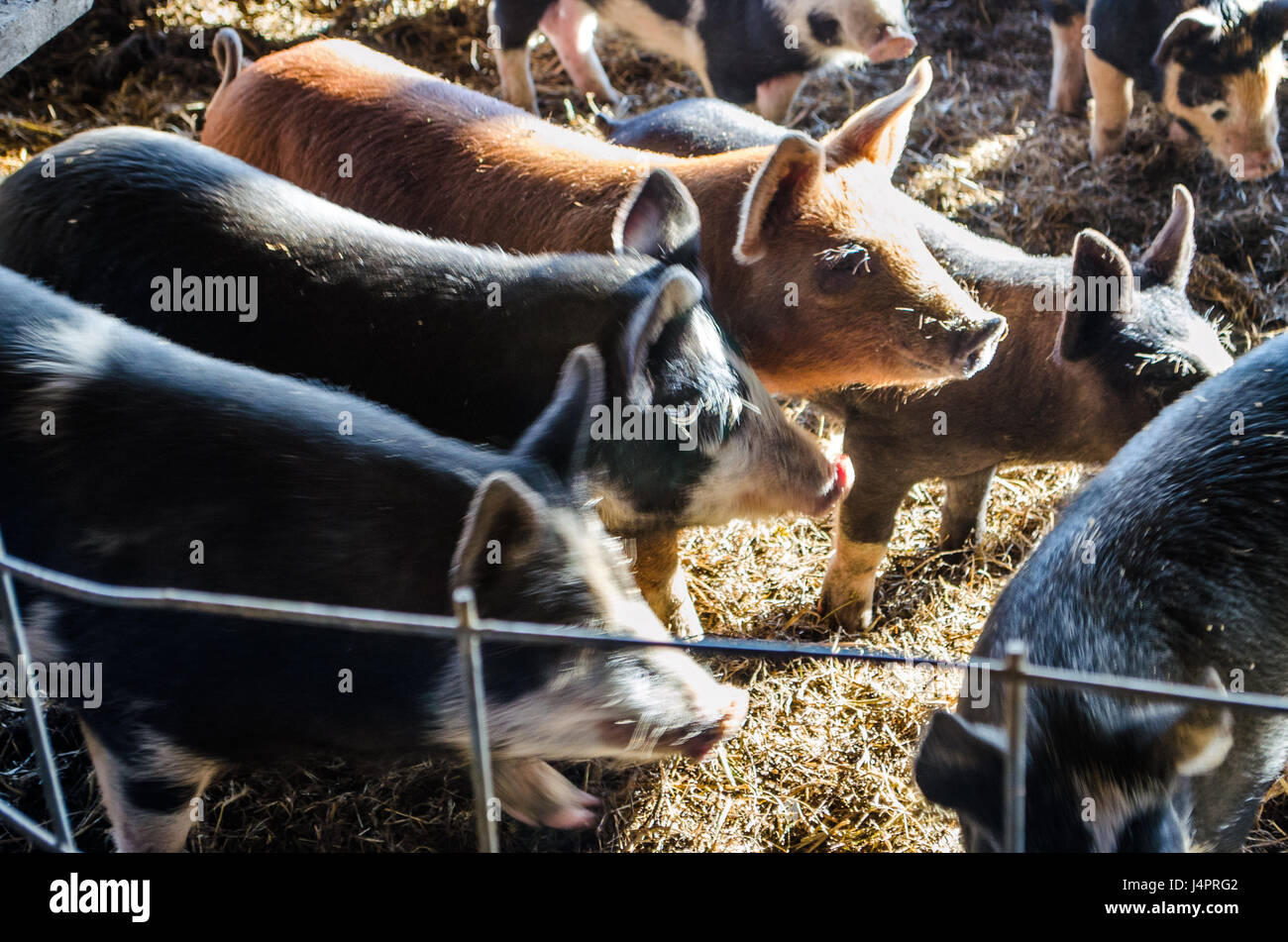 Pig pigs swine hog hogs hi-res stock photography and images - Alamy