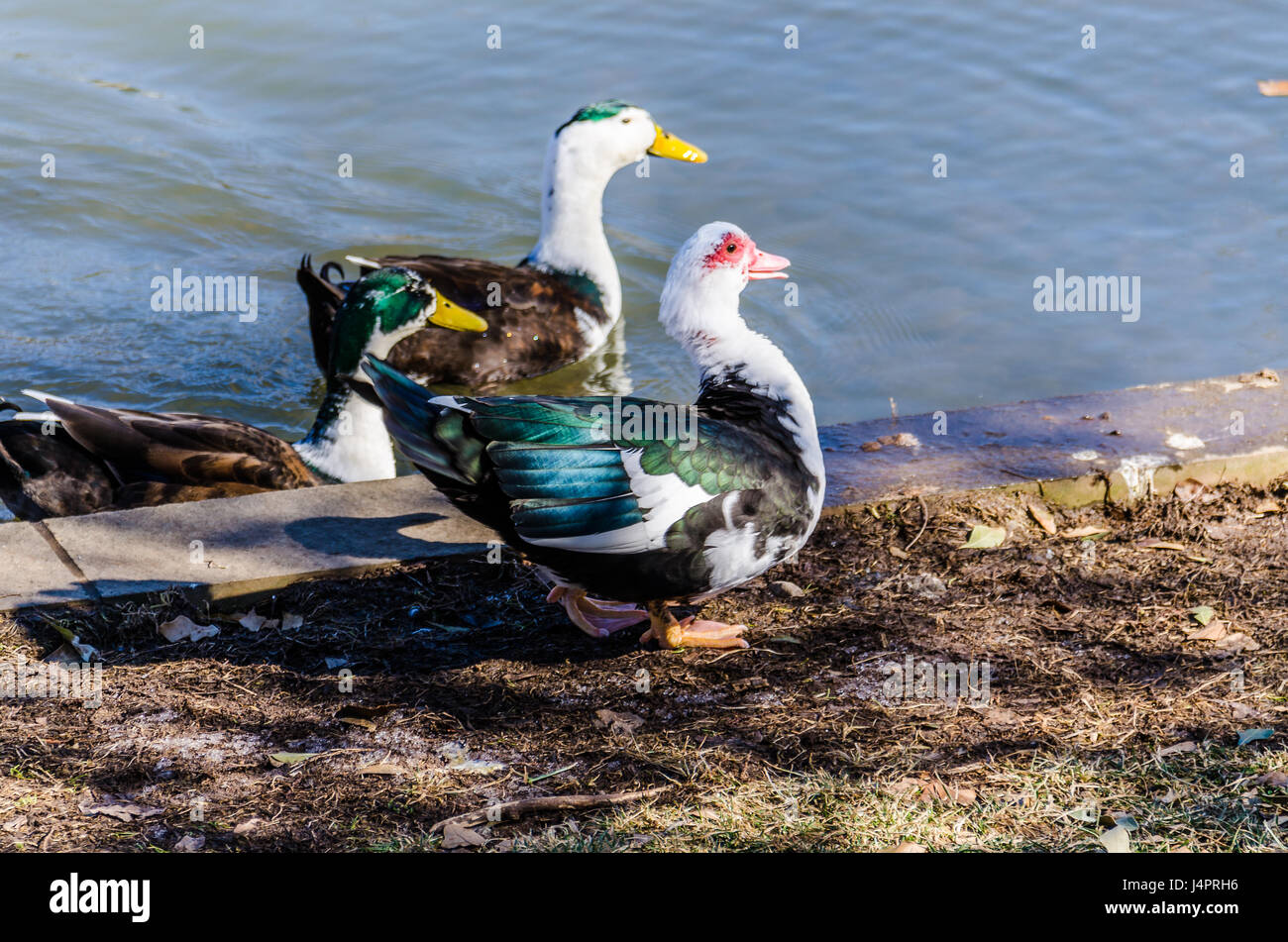 Three colorful happy smiling ducks walking and swimming water with red ...