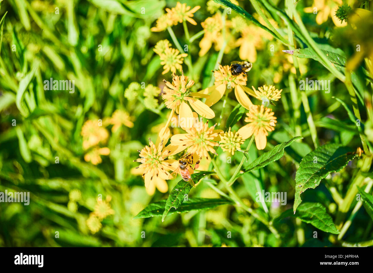 Wingstem flowers hi-res stock photography and images - Alamy