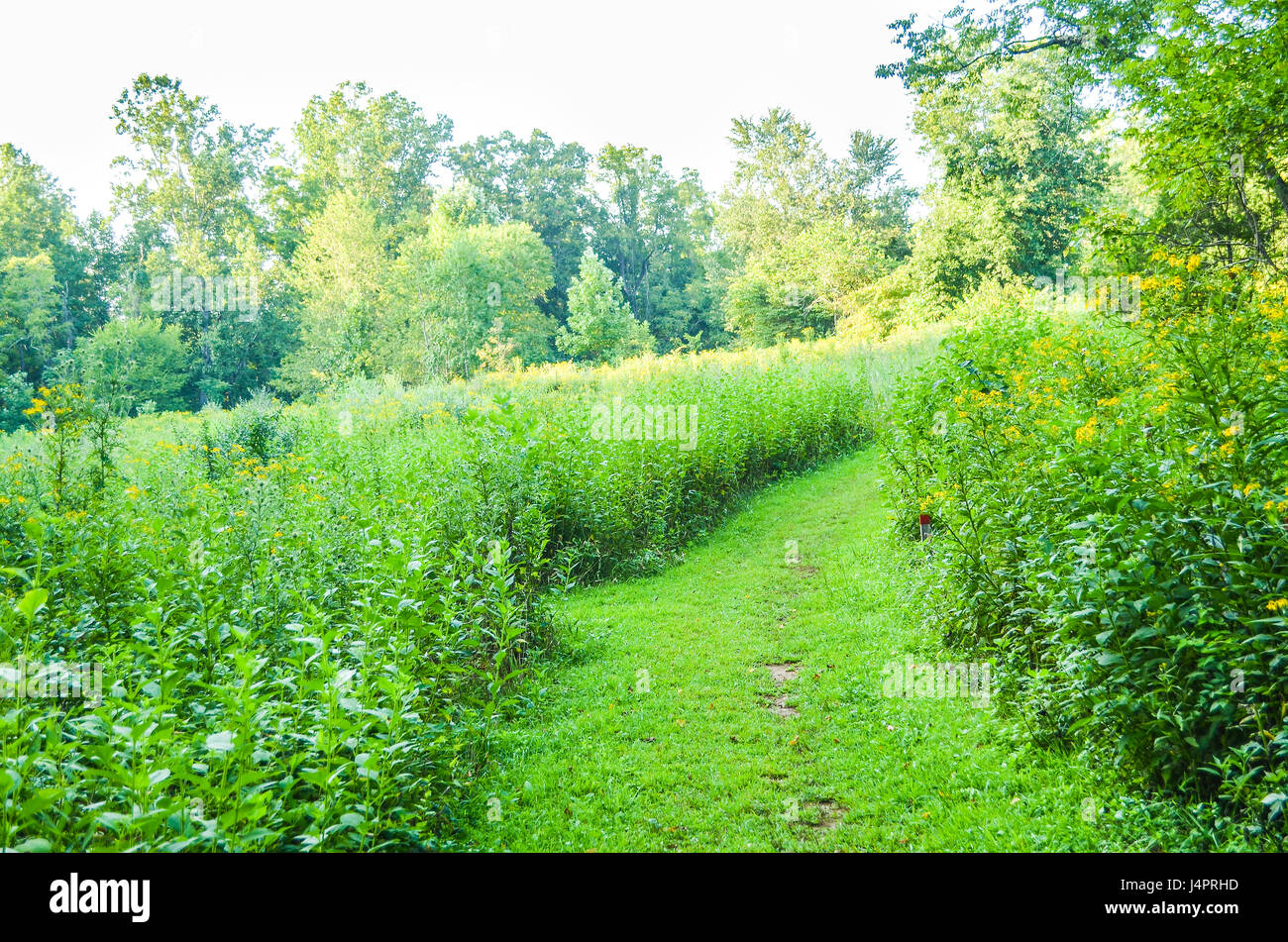 Landscape with path in rural virginia during summer with hills and ...