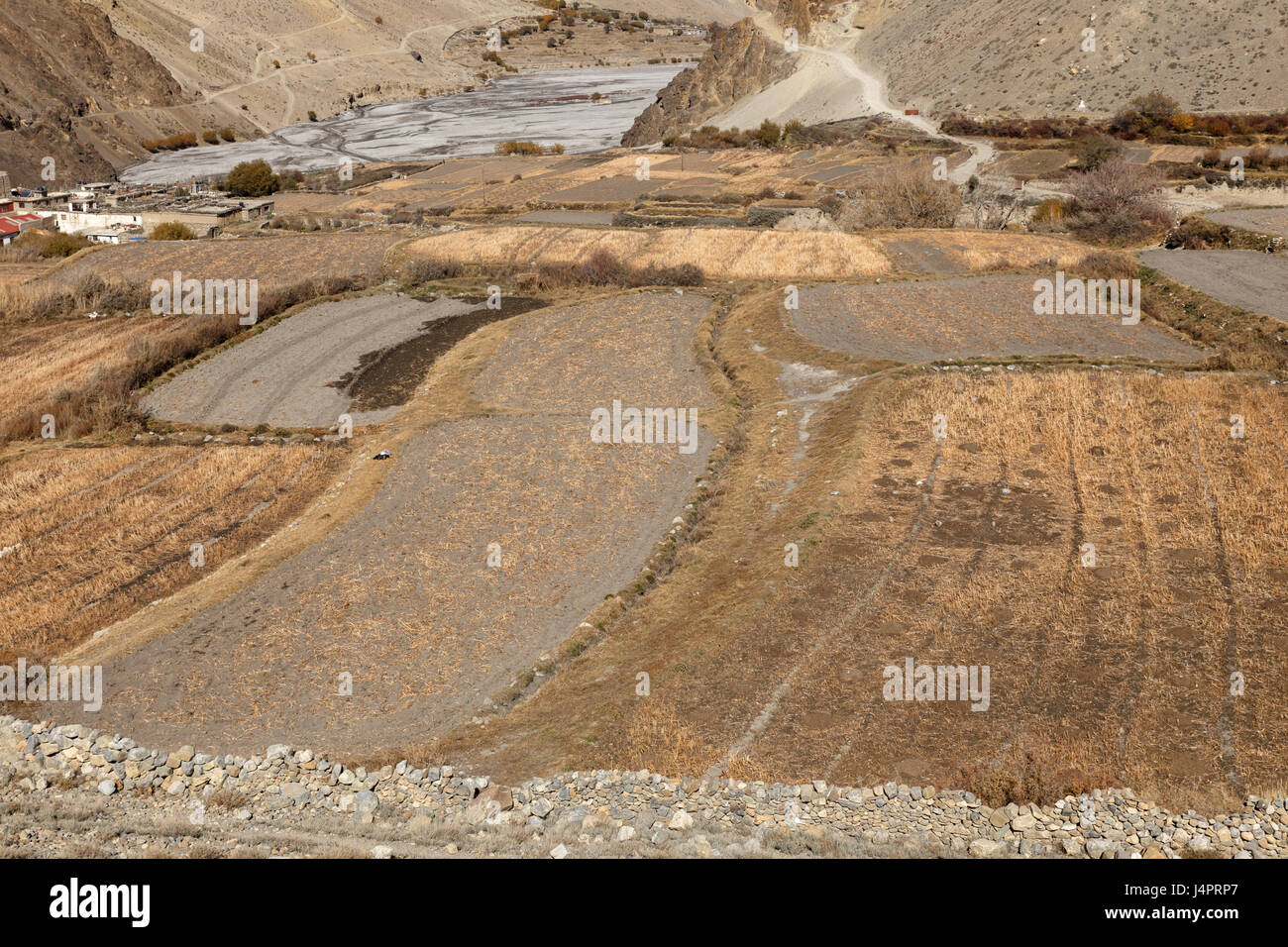 Tibetan farm plow hi-res stock photography and images - Alamy