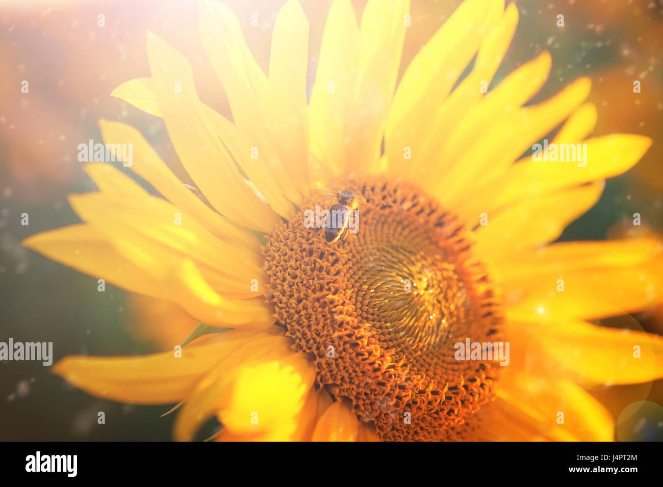 Corolla disk organic sunflower in agriculture field. Selective focus ...
