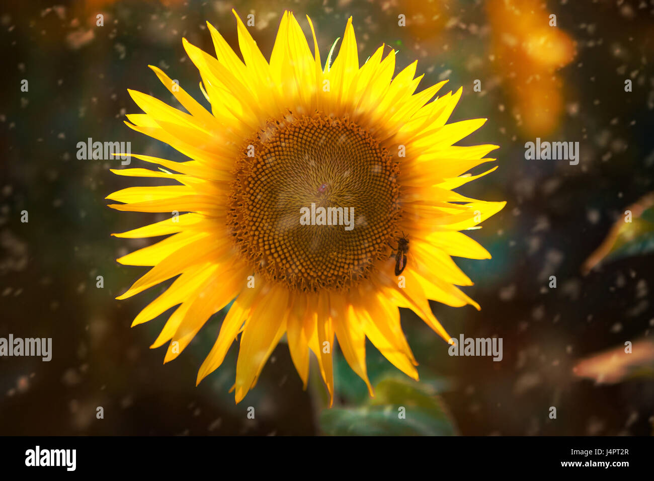 Corolla disk organic sunflower in agriculture field. Selective focus ...